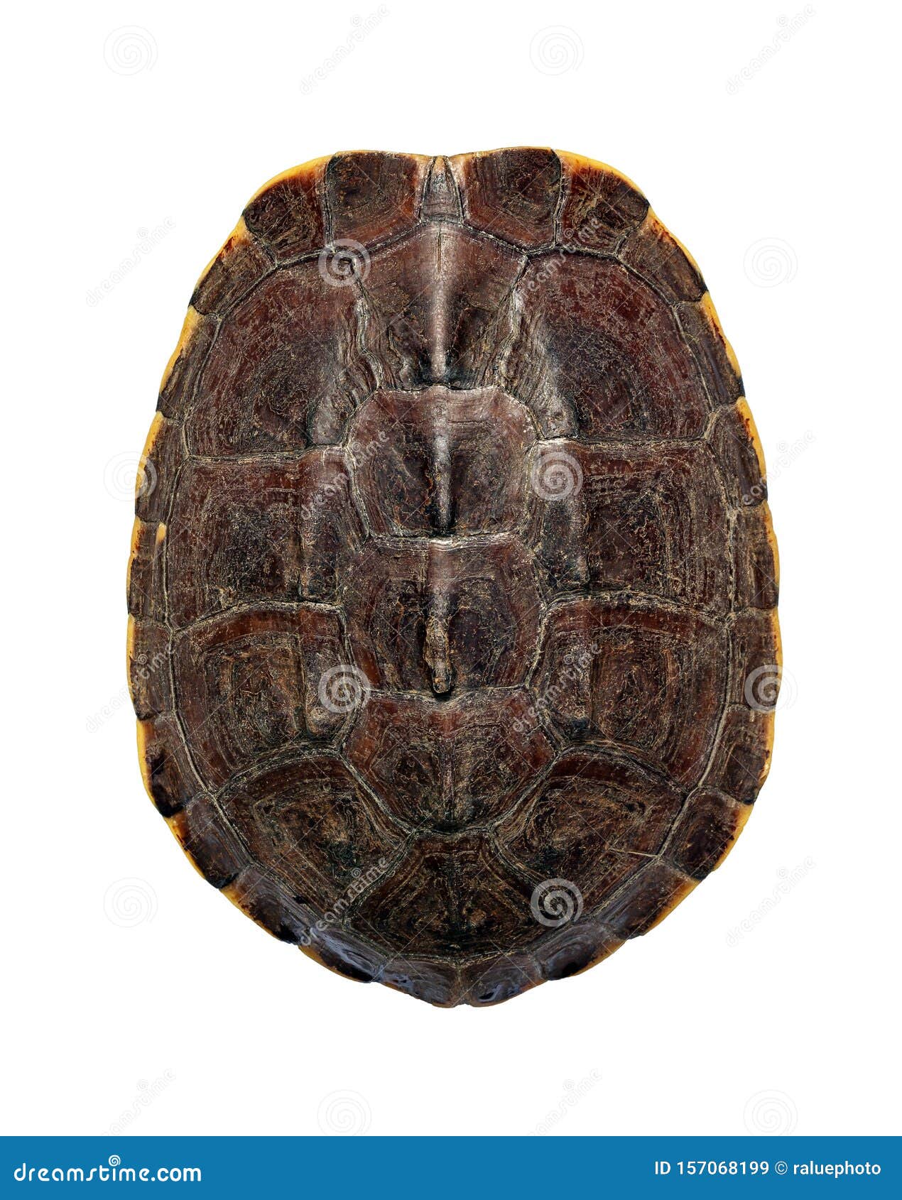 Top View Full Frame Small Turtle Both Side Isolated on White Background ...