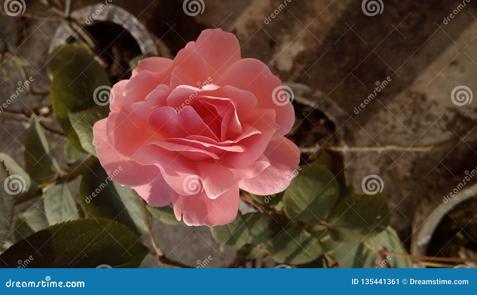 Rose 3 stock image. Image of pink, view, rose, bloomed - 135441361