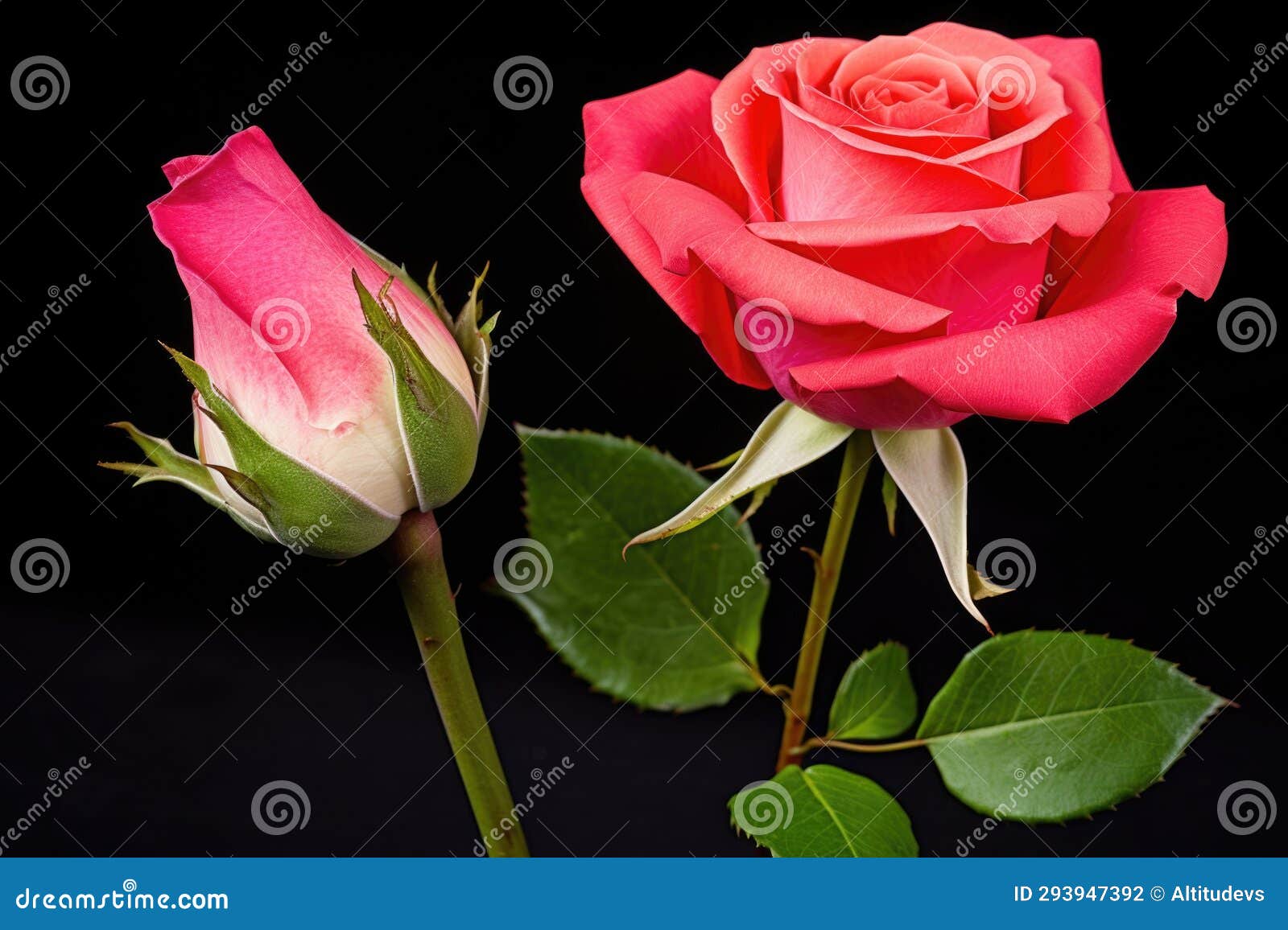Top View of a Fully Blossomed Rose Next To a Budding Rose Stock Photo ...