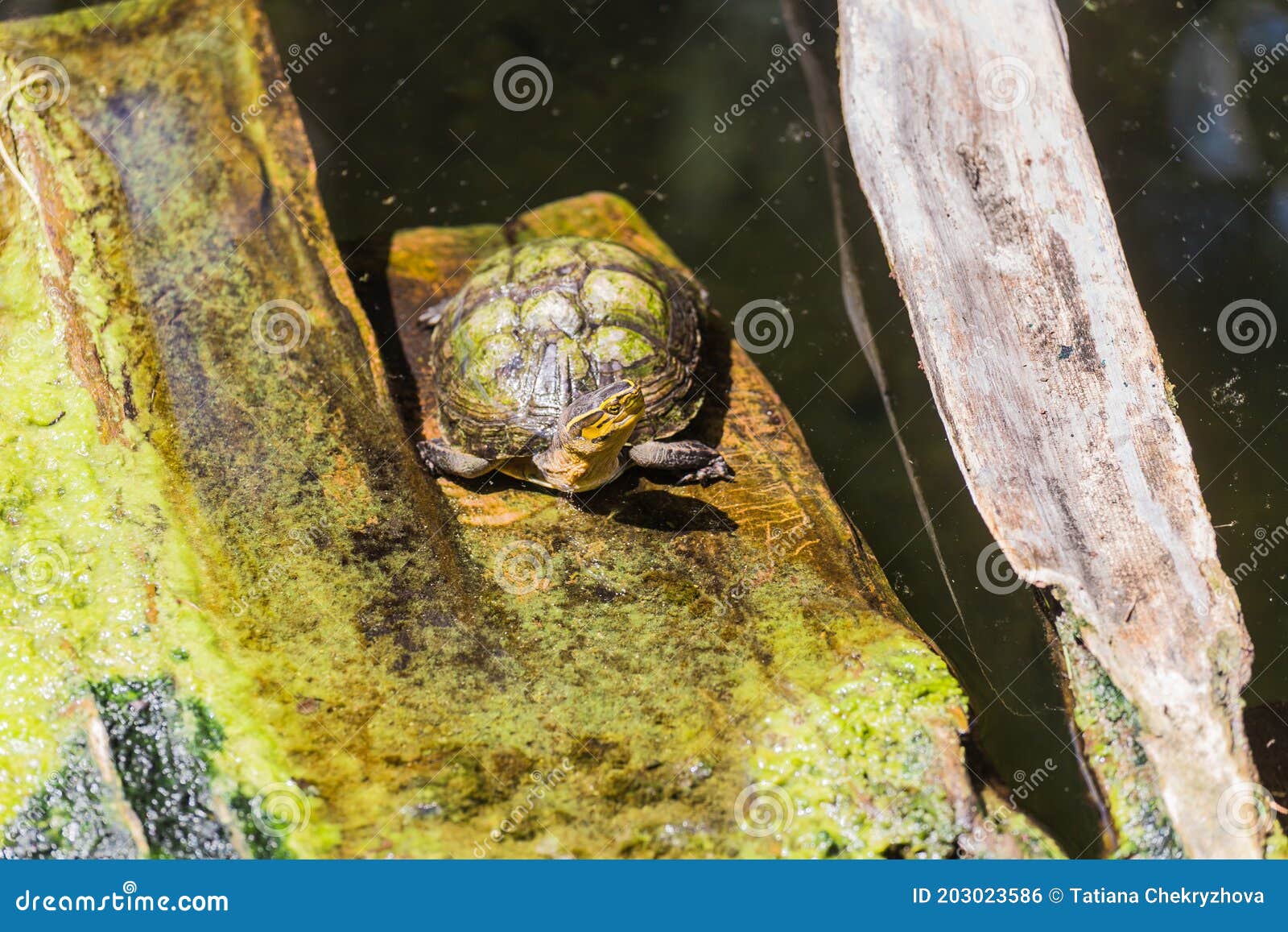 Top View Of A Funny Old Turtle Sitting On On A Wooden Platform Next To