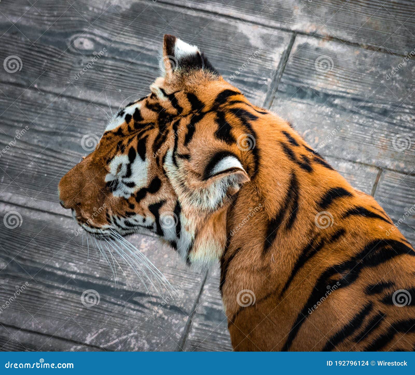 Top View of the Fur of a Beautiful Siberian Tiger Stock Photo - Image ...