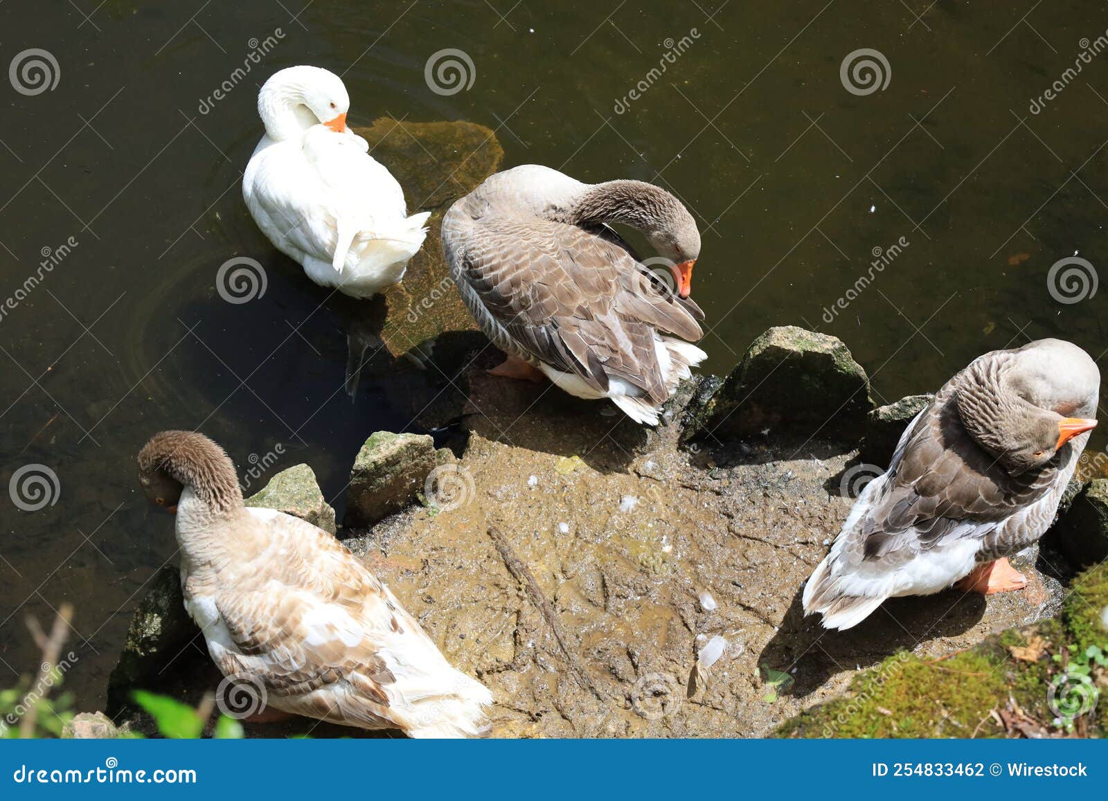 Top View of a Gaggle of Geese Resting on a Rock in a Pond Stock Photo ...
