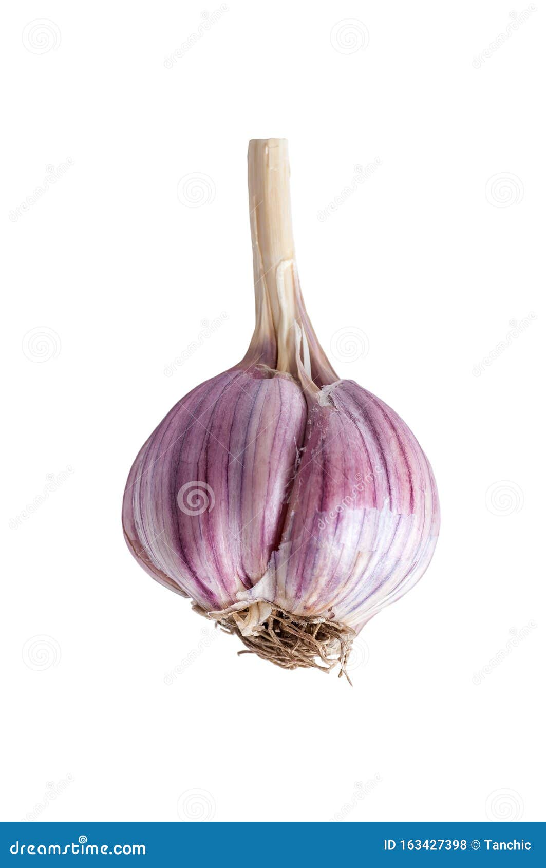 Top View Garlic Head Isolated on White Stock Photo - Image of object ...