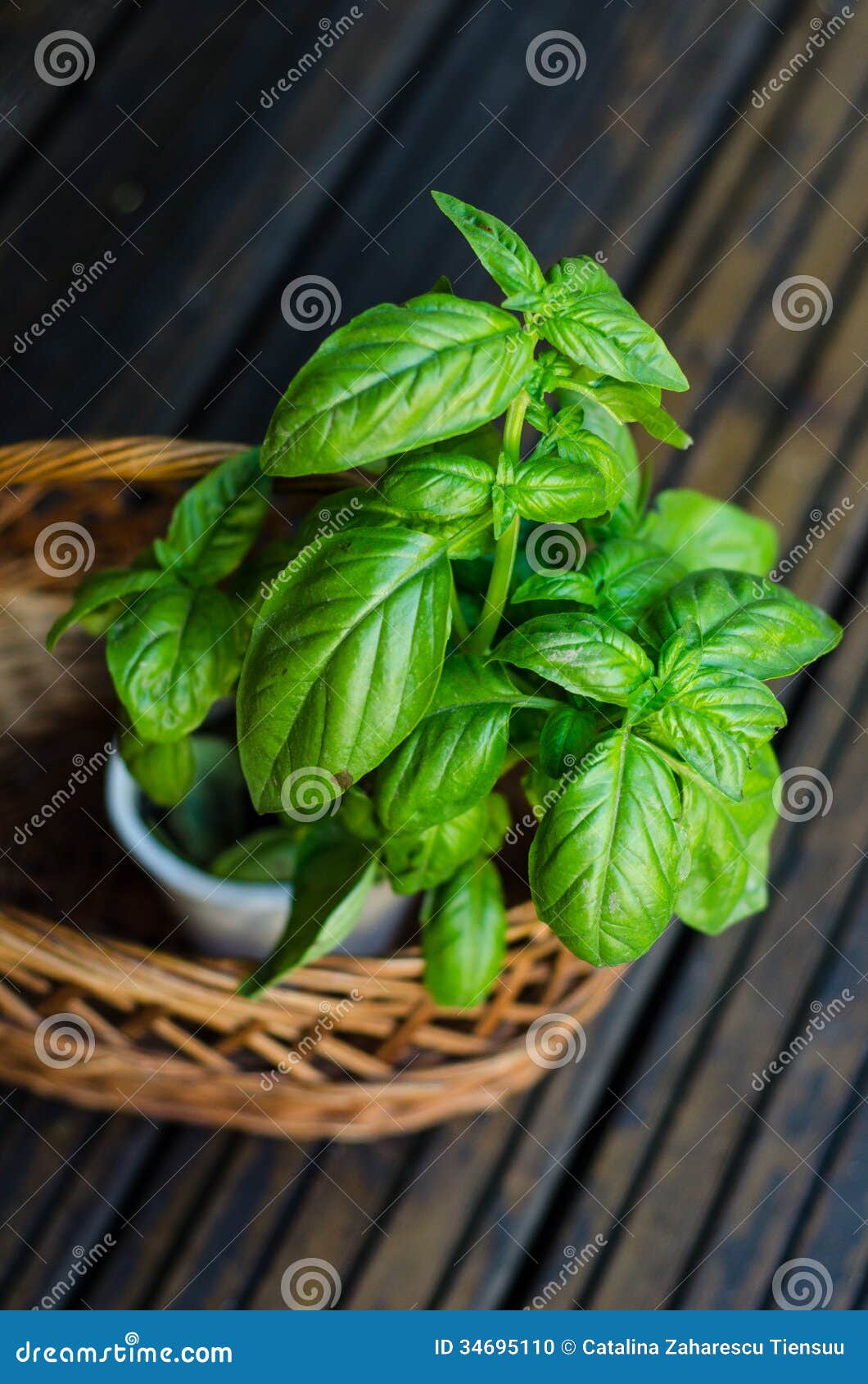 Top view of genovese basil stock photo. Image of basil - 34695110
