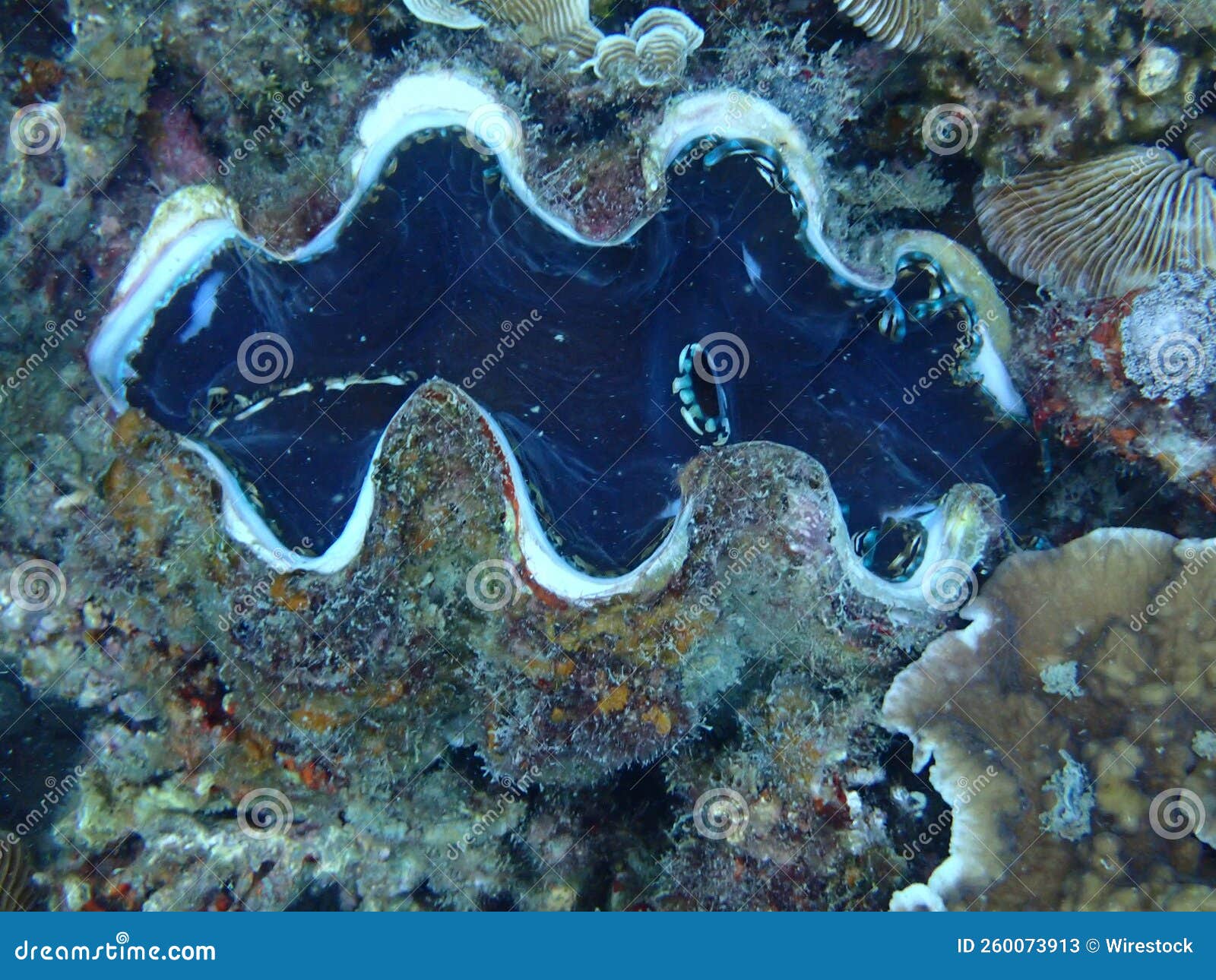 Top View of a Giant and Shells Underwater Stock Image - Image of giant ...