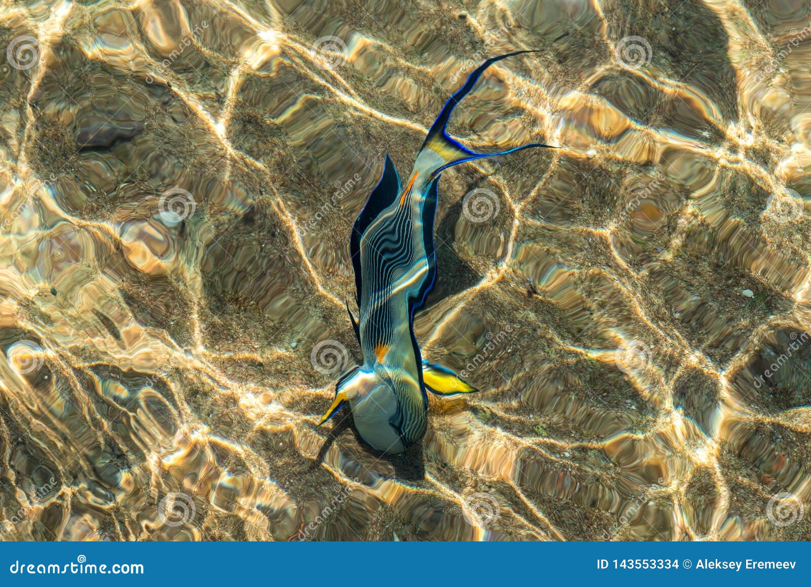 Top View of a Glistening Sea Water and Fish in the Water Stock Photo ...