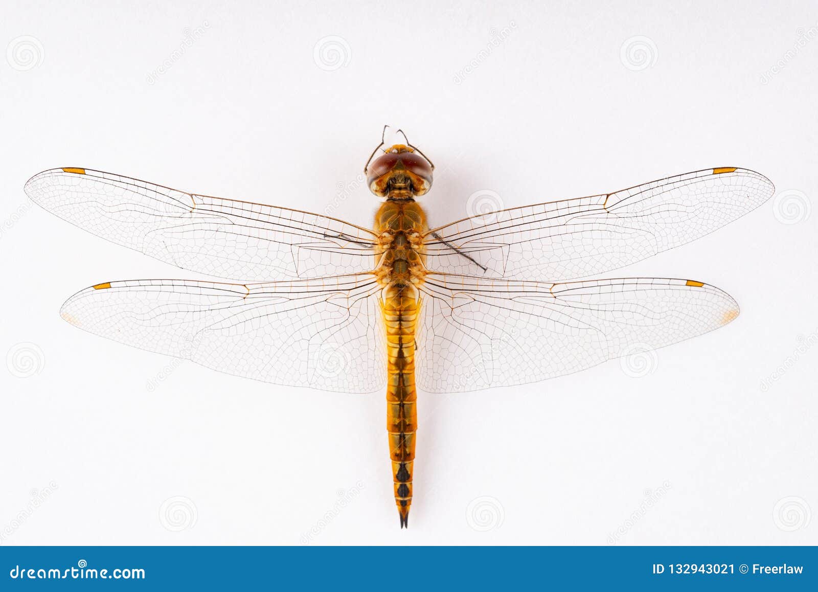 Top view golden dragonfly stock image. Image of predator - 132943021