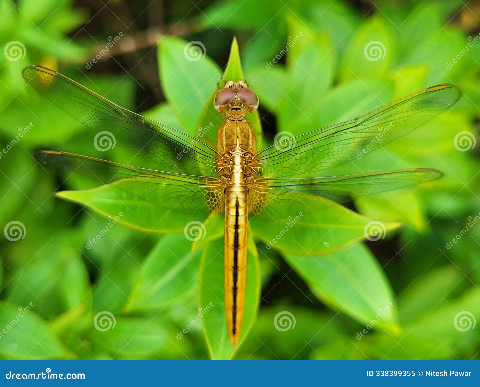 Indian Forest Tree Grewia Asiatica With Broad Leaves In The Forest Of ...