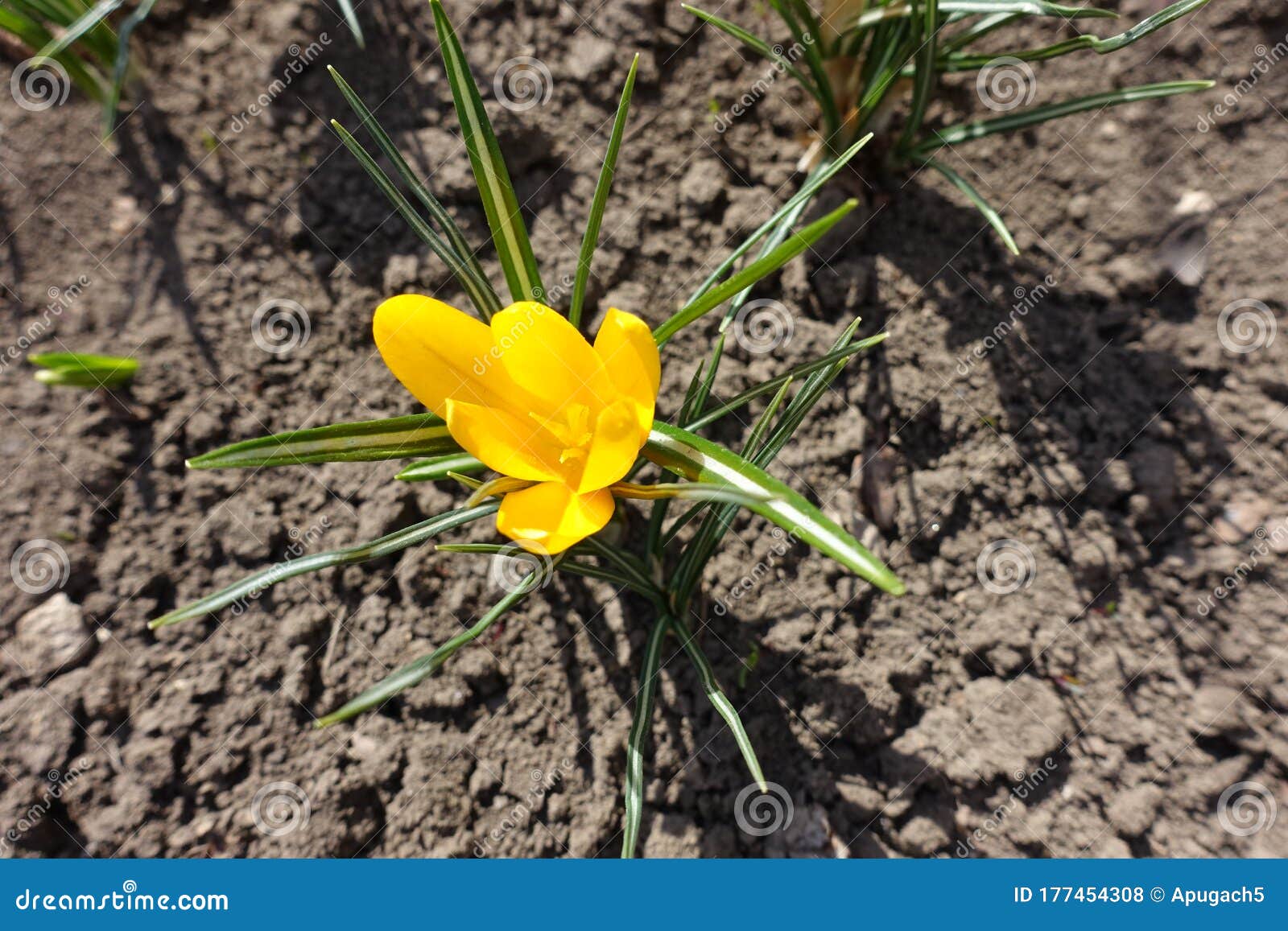 Top View of Yellow Flower of Crocus in March Stock Photo - Image of ...