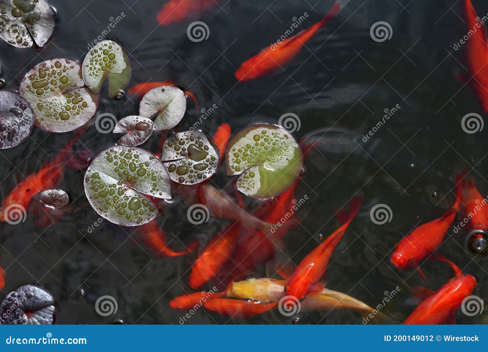 Top View of Goldfish Swimming in a Pond Stock Photo - Image of natural ...