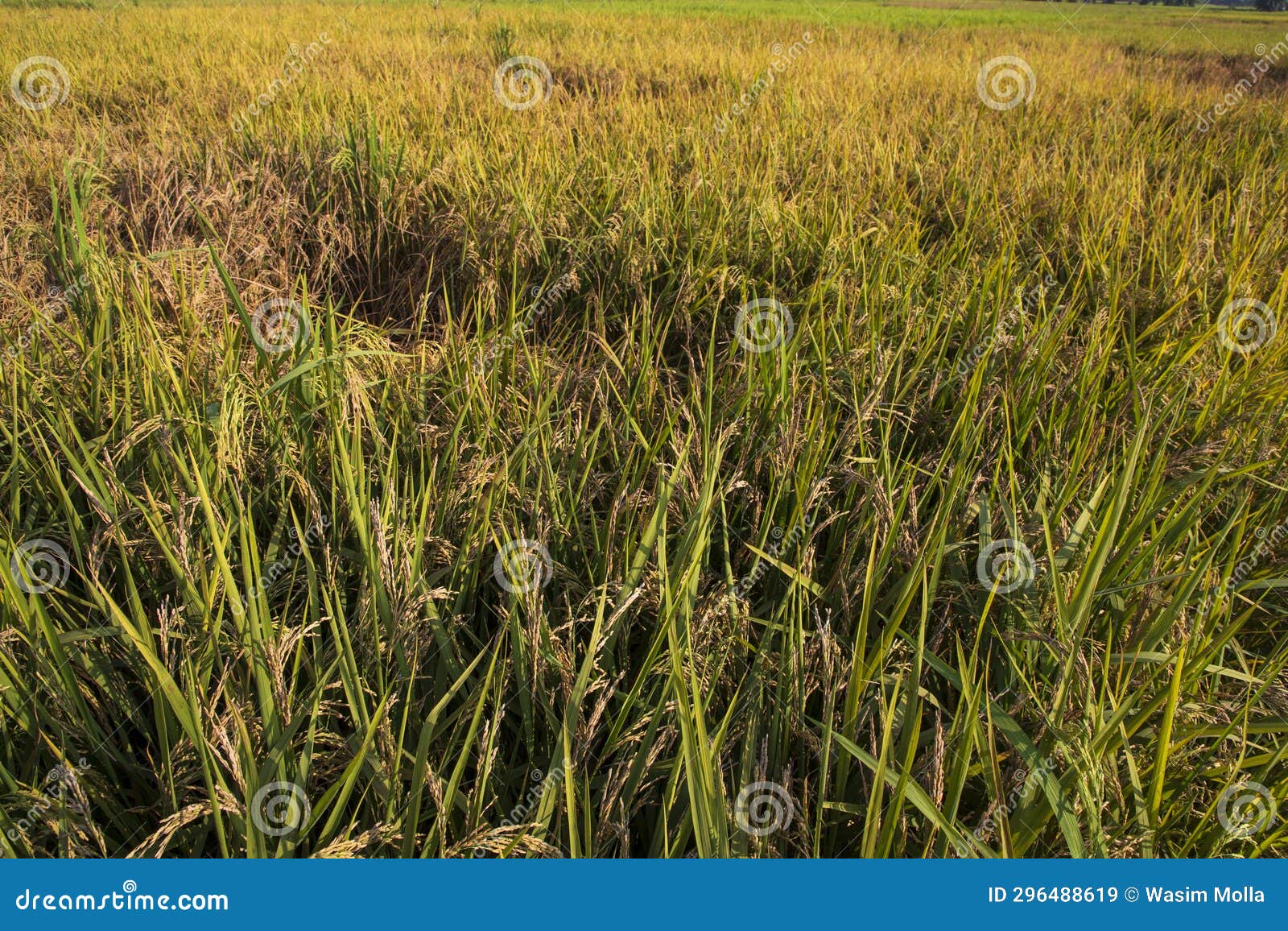 Top View Grain Rice Field Agriculture Landscape Stock Image - Image of ...