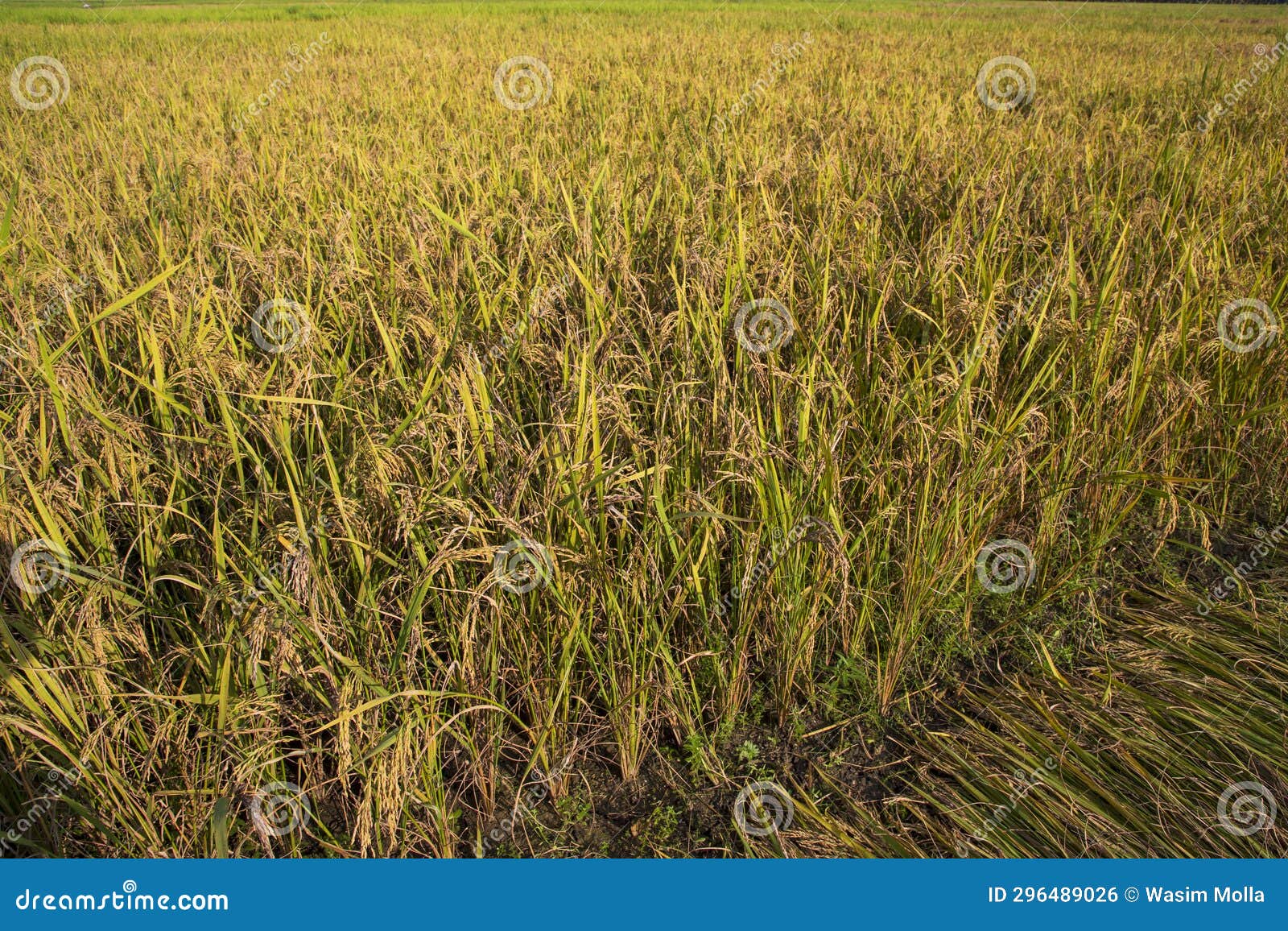 Top View Grain Rice Field Agriculture Landscape Stock Photo - Image of ...