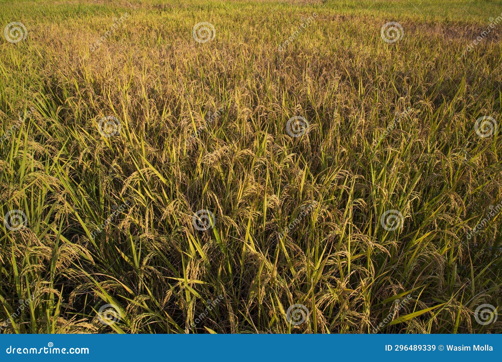 Top View Grain Rice Field Agriculture Landscape Stock Image - Image of ...