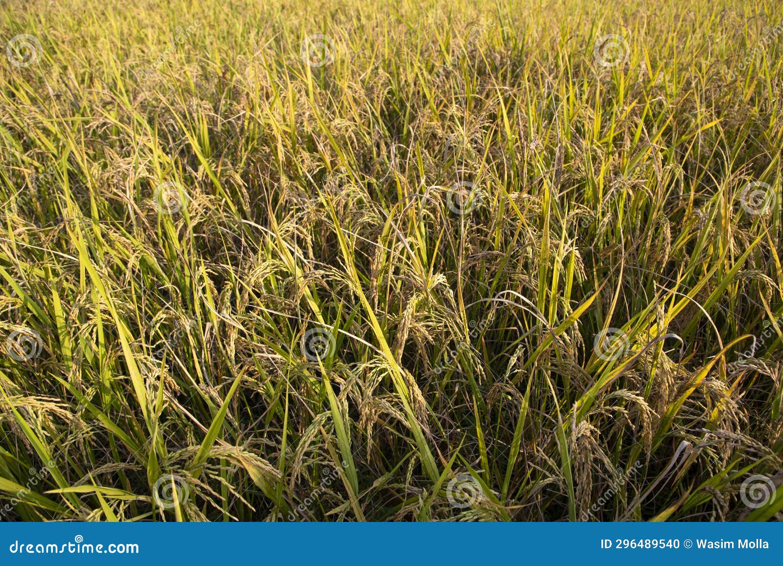 Top View Grain Rice Field Agriculture Landscape Stock Photo - Image of ...