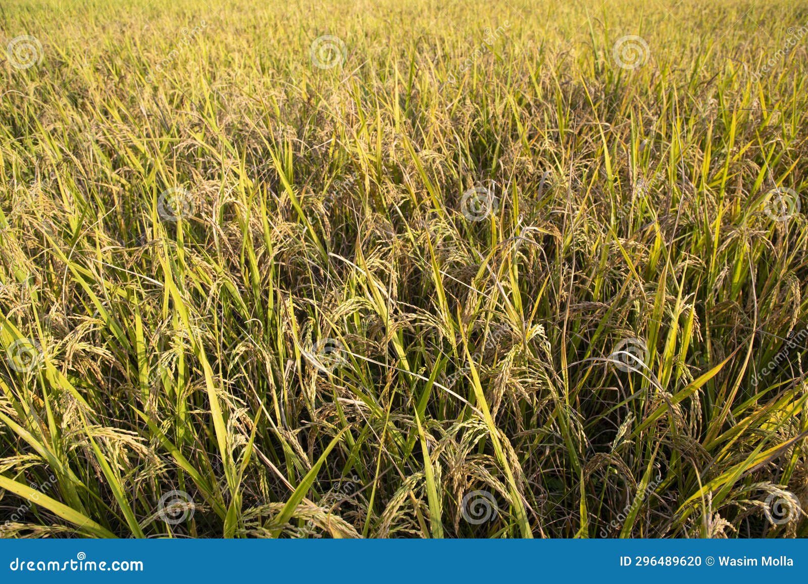 Top View Grain Rice Field Agriculture Landscape Stock Photo - Image of ...