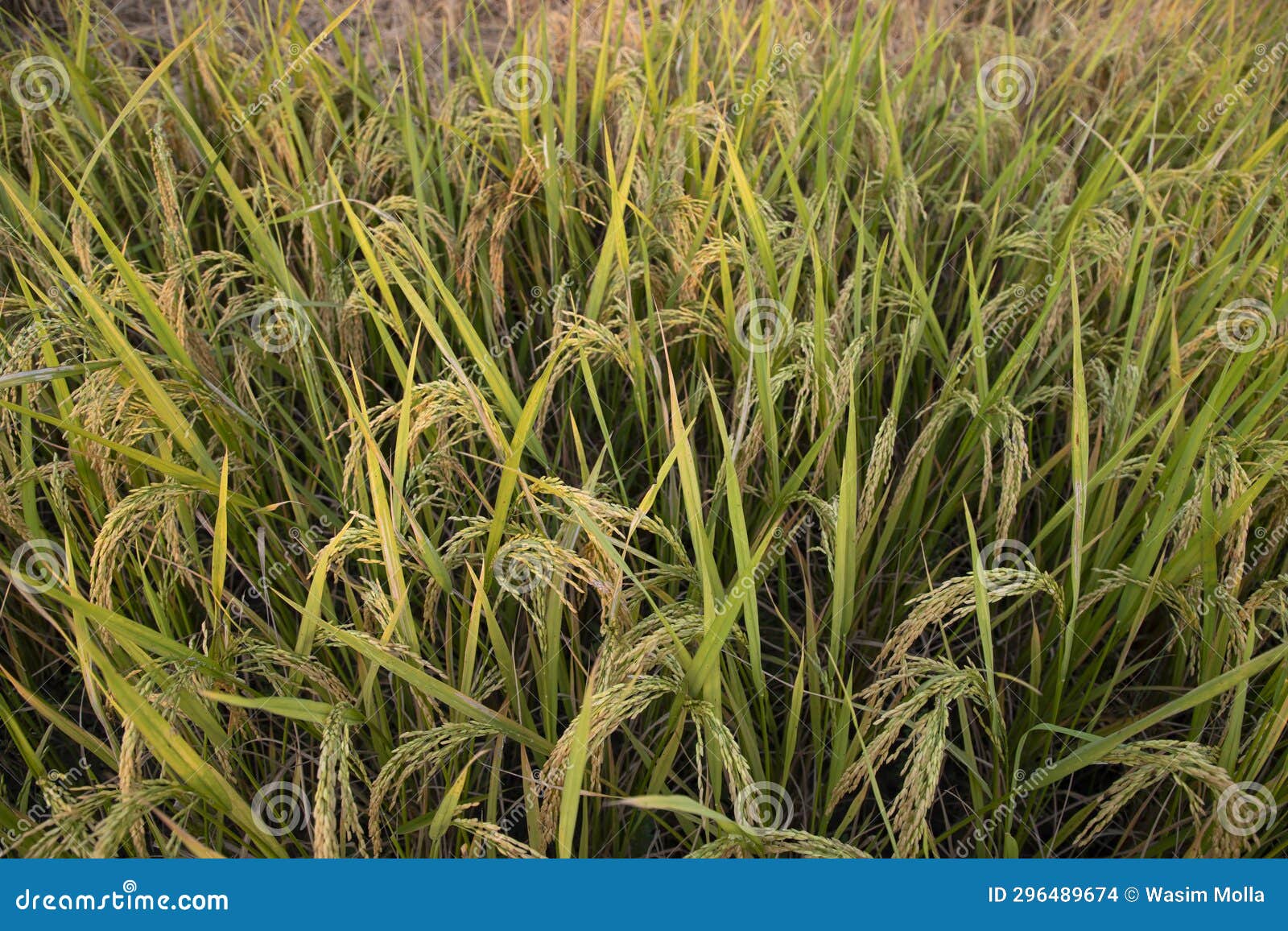 Top View Grain Rice Field Agriculture Landscape Stock Photo - Image of ...