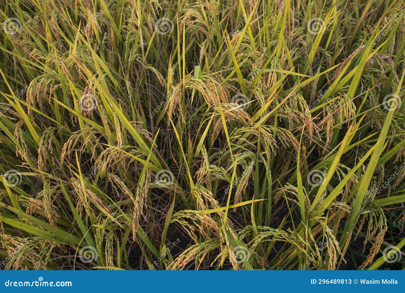 Top View Grain Rice Field Agriculture Landscape Stock Image - Image of ...