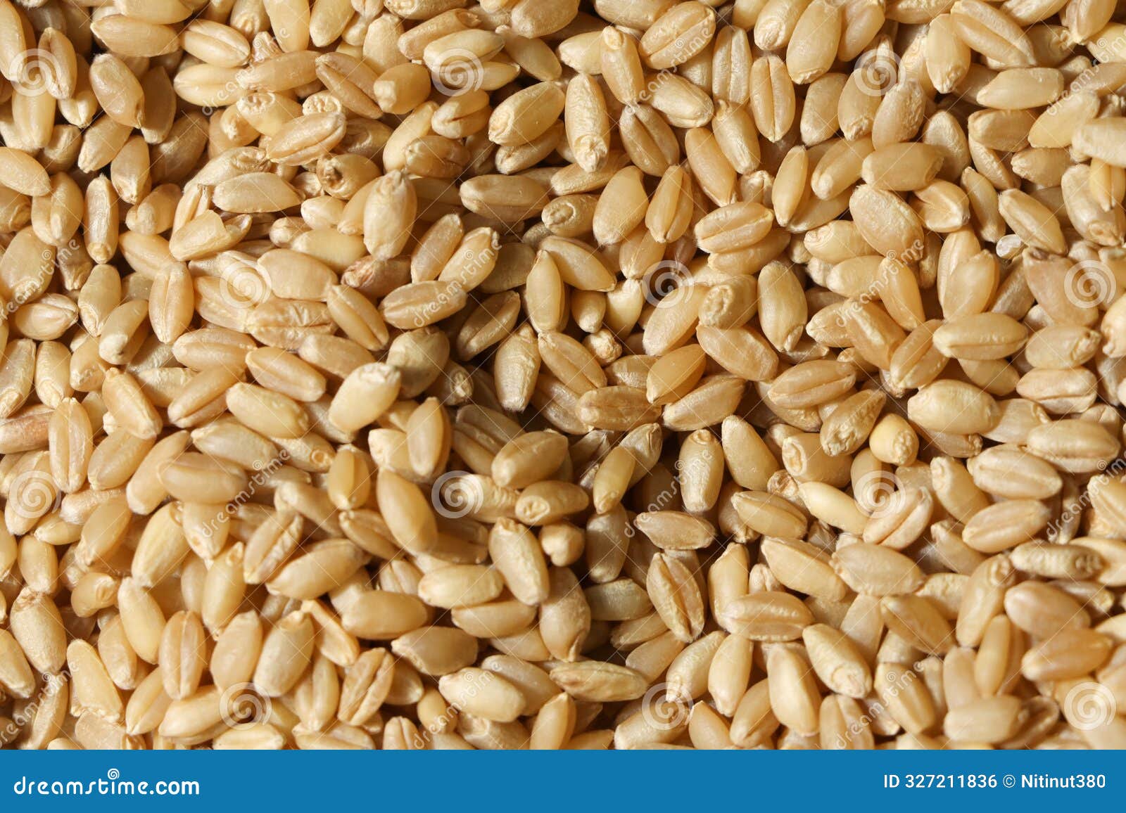 Top View of Grain Wheat. Whole Grain Wheat Stock Photo - Image of grain ...