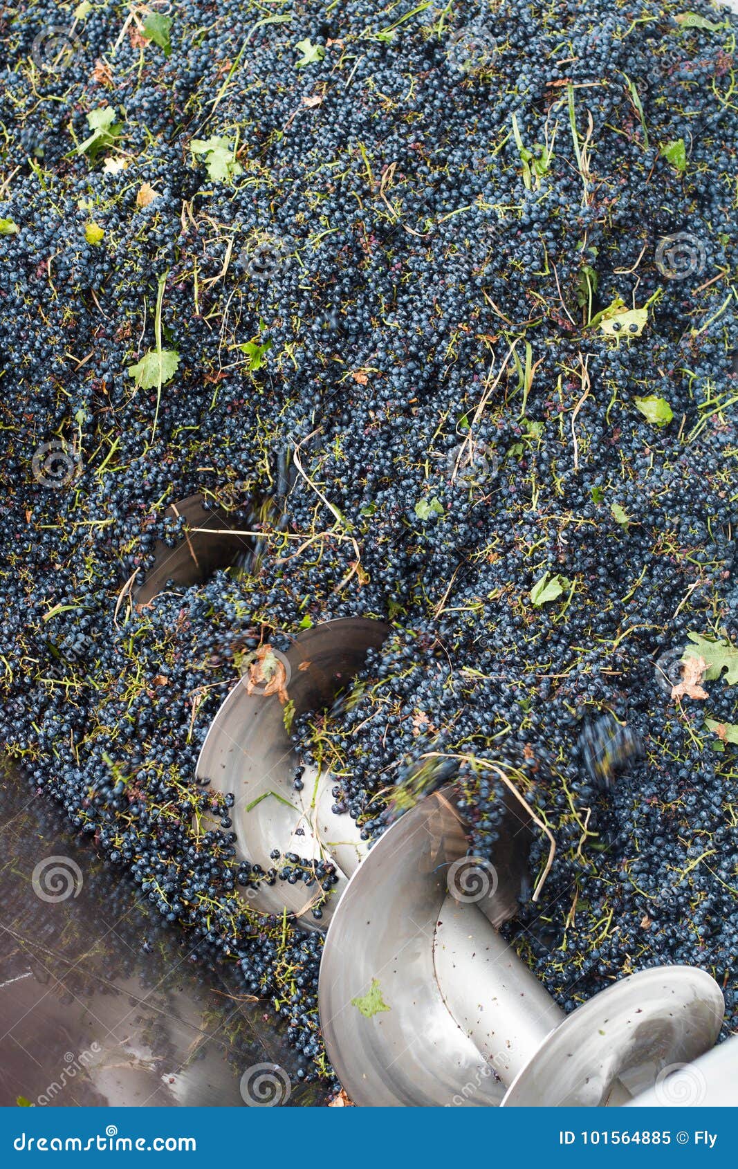 Grape Processing with a Machine Stock Image - Image of machinery ...