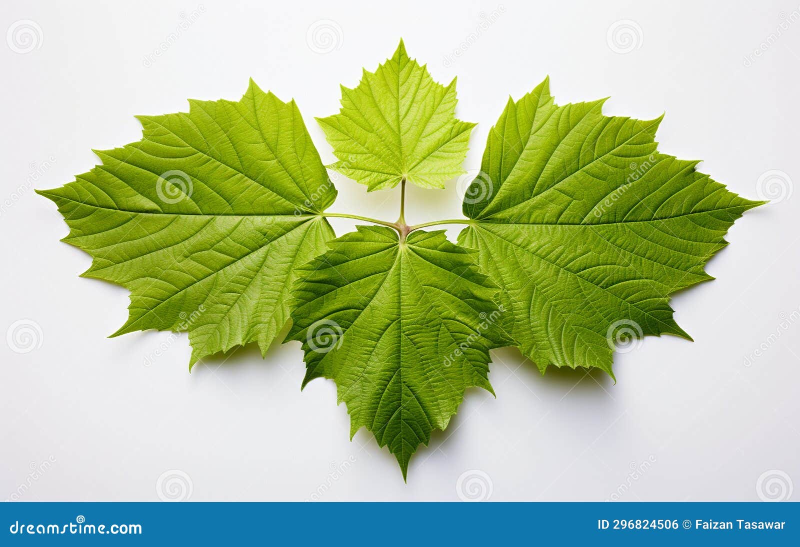Top View of Grape Vine Leaf on White Background -Generative Ai Stock ...