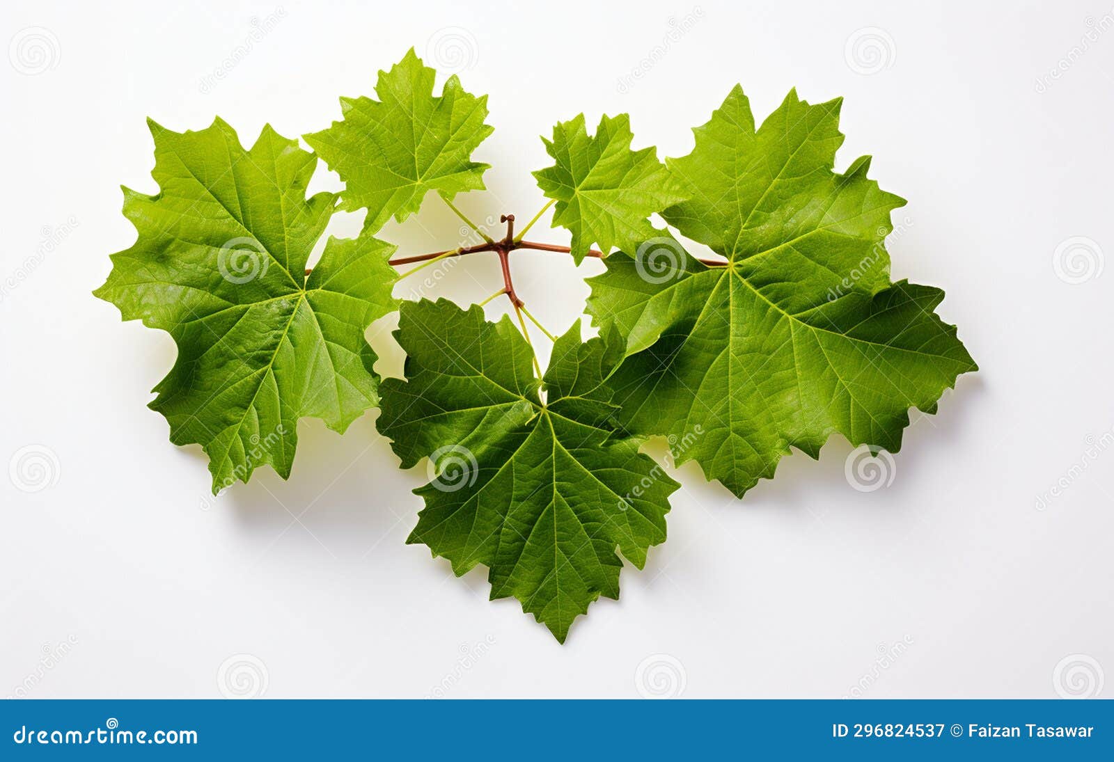Top View of Grape Vine Leaf on White Background -Generative Ai Stock ...