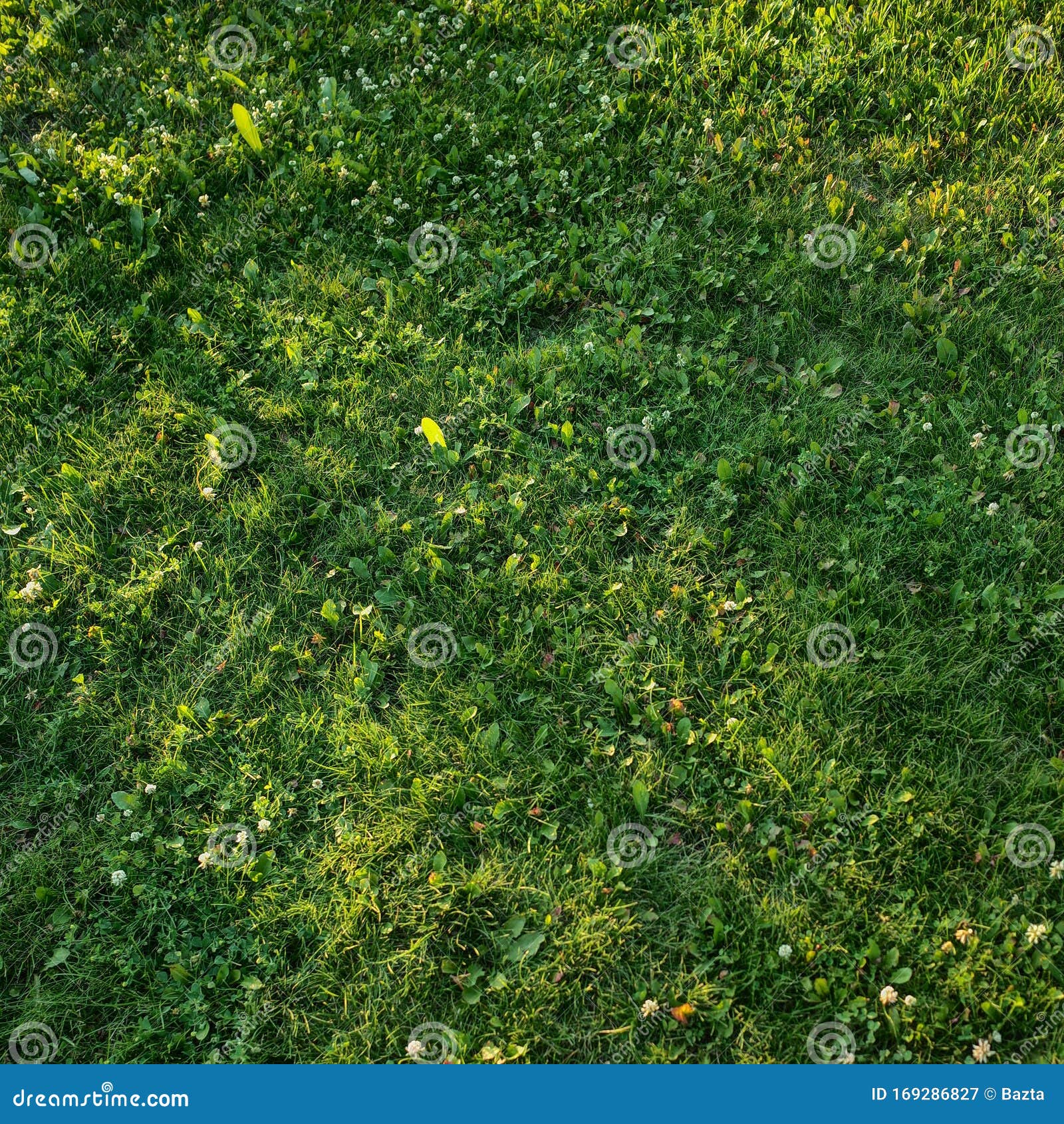 Top View Of The Grass Field In The Garden Stock Image Image Of Outdoor Color 169286827