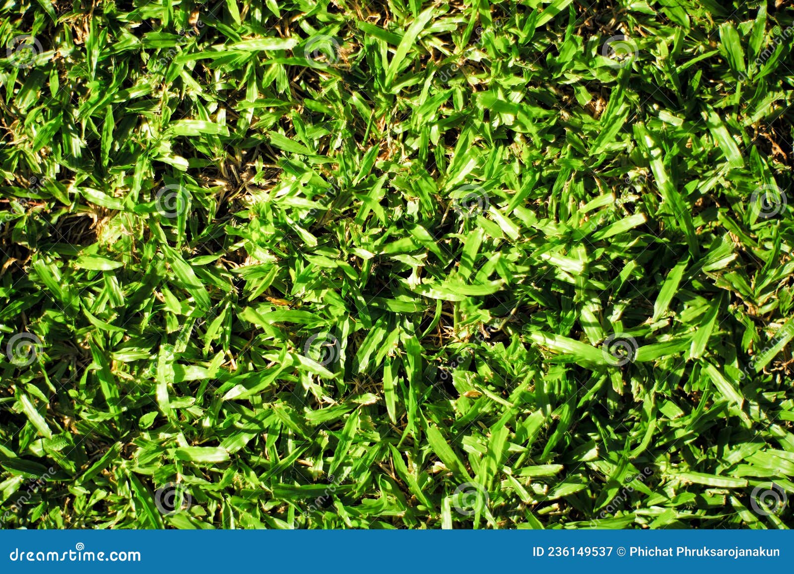 Top View Of Grass Field With Sunlight Texture And Background Of Grass Leaves On The Ground
