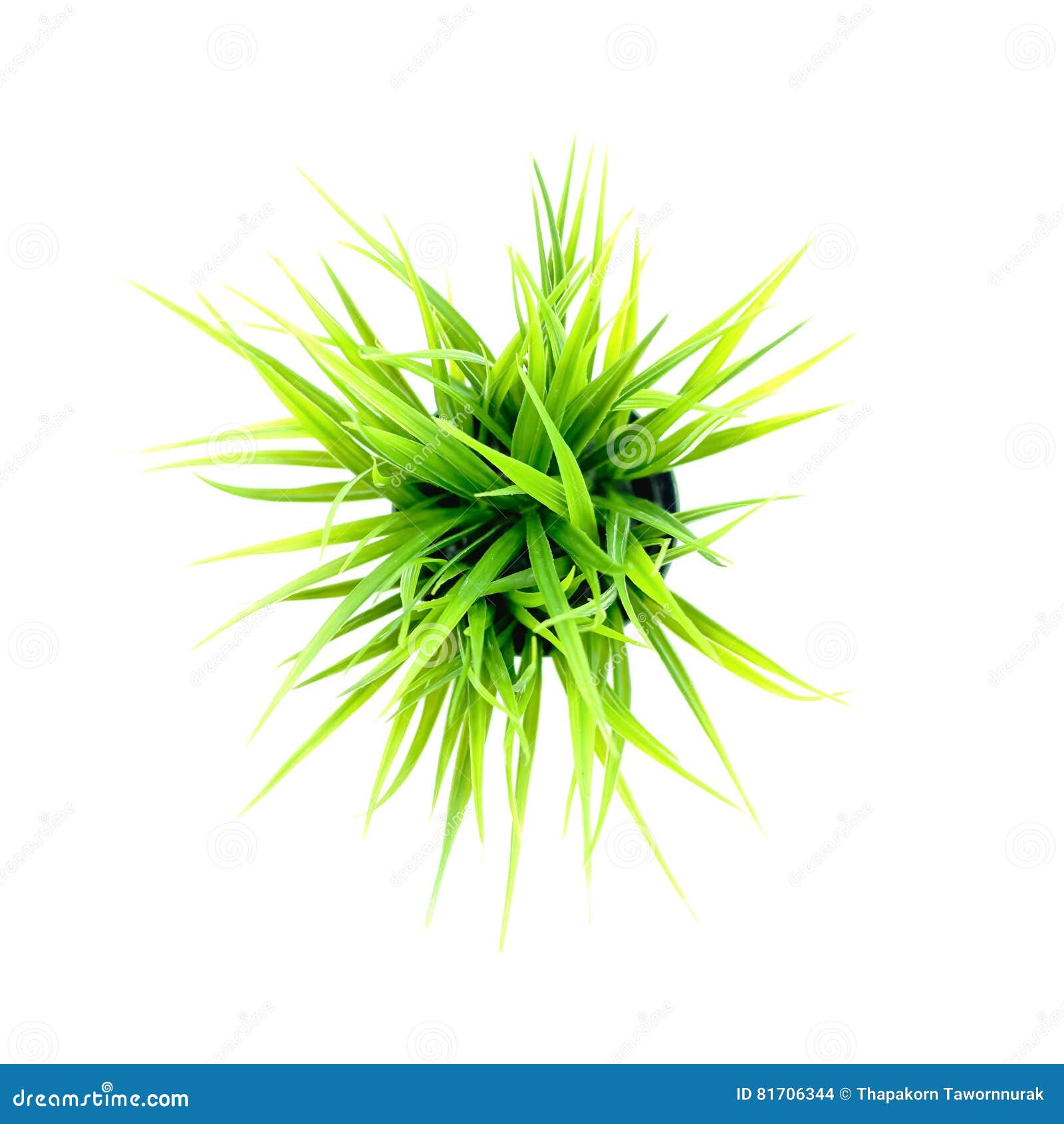 Top view of grass stock photo. Image of isolated, garden - 81706344