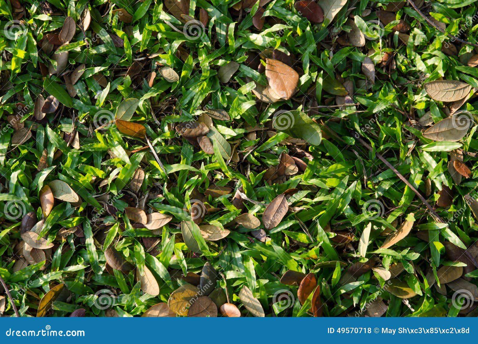 Top View of Grass and Leaves Stock Photo - Image of rural, meadow: 49570718