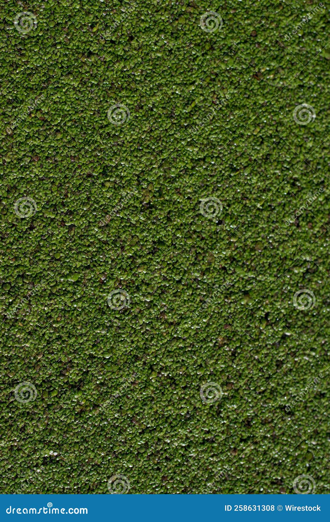 Top View of the Grass Texture for Backgrounds Stock Photo - Image of ...