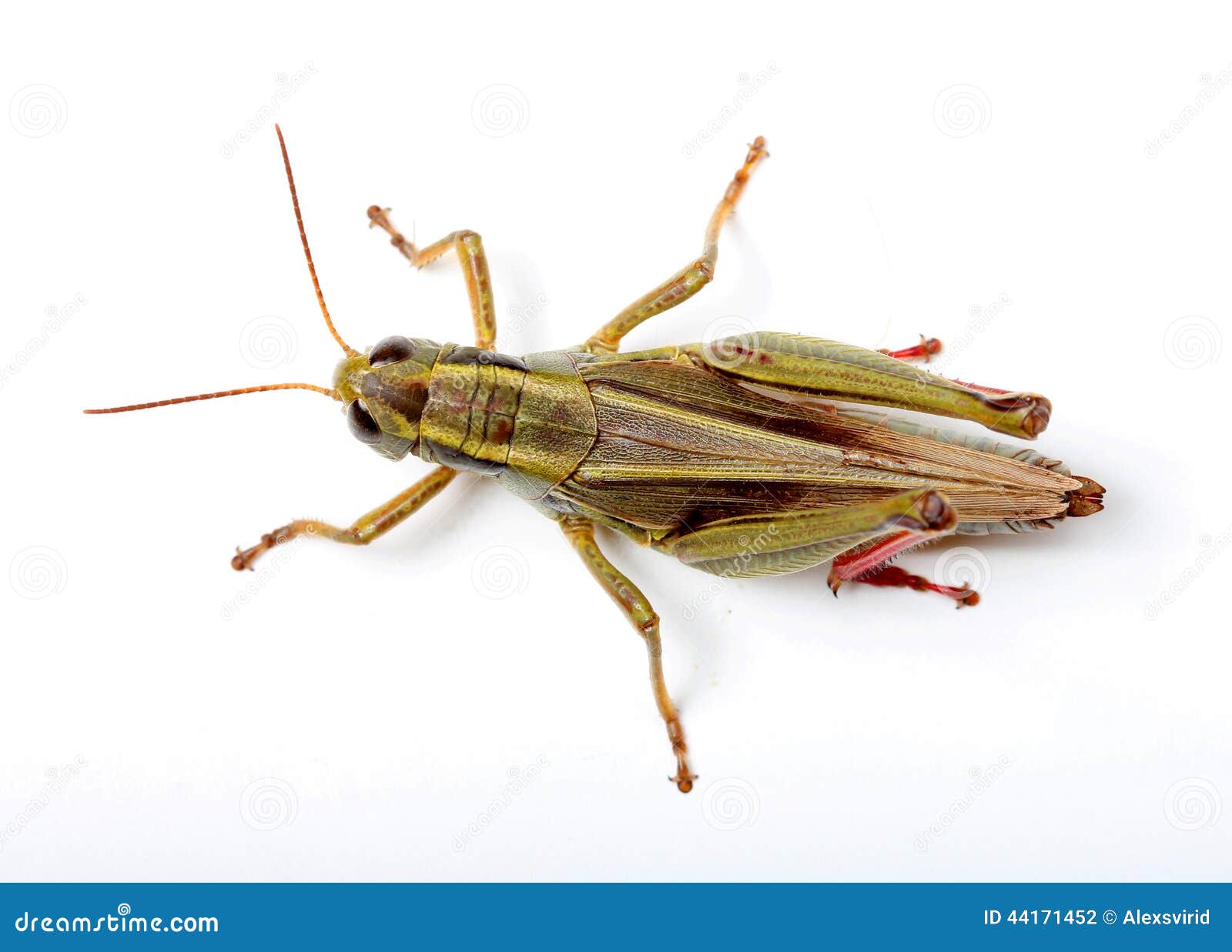 Top view of grasshopper stock photo. Image of invertebrate - 44171452