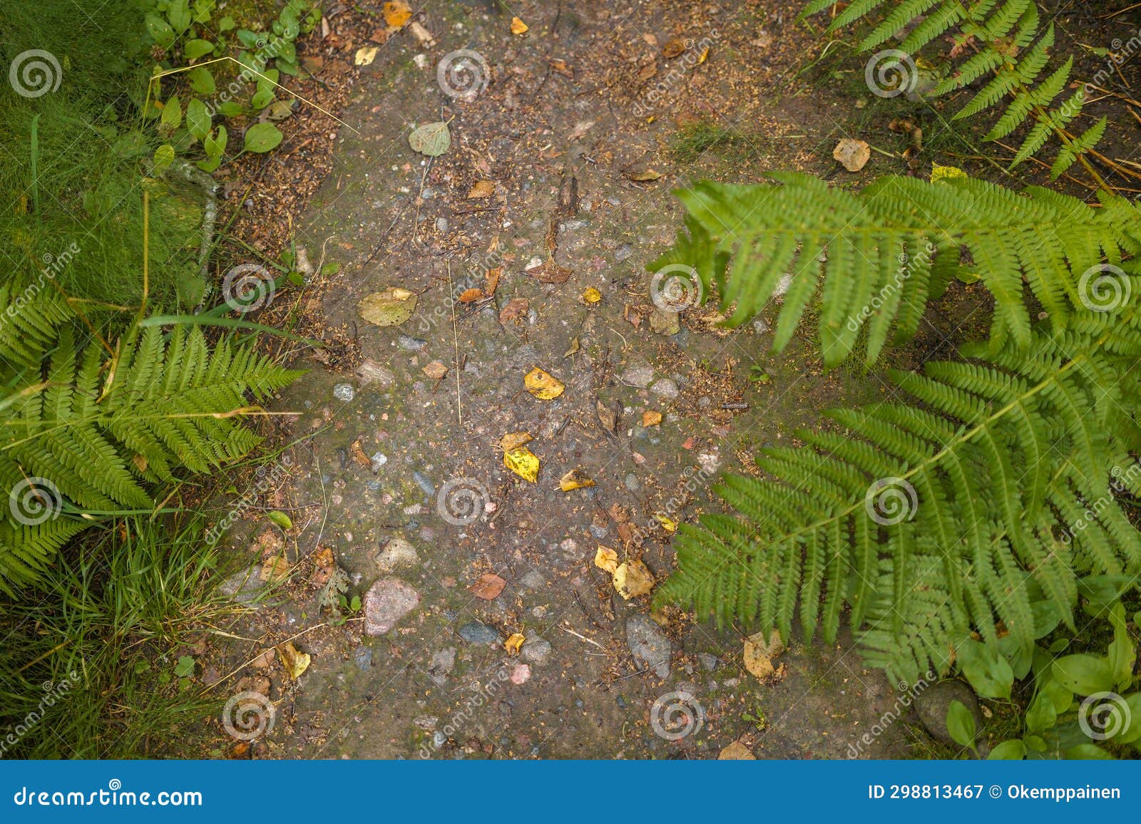 Top View of a Gravel Path in a Forest Stock Image - Image of path ...