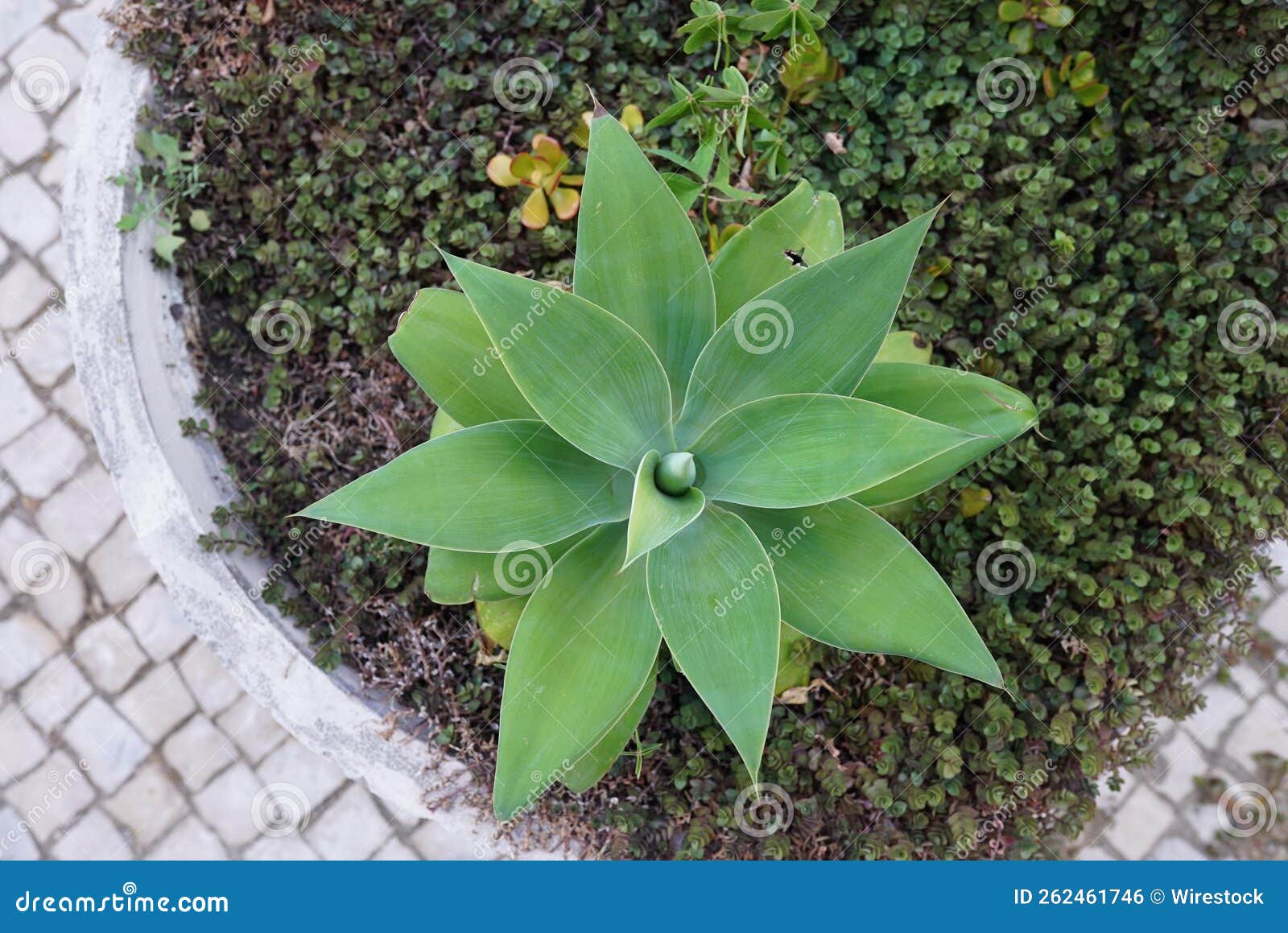 Top View of a Green Agave Plant Stock Photo - Image of plantation ...