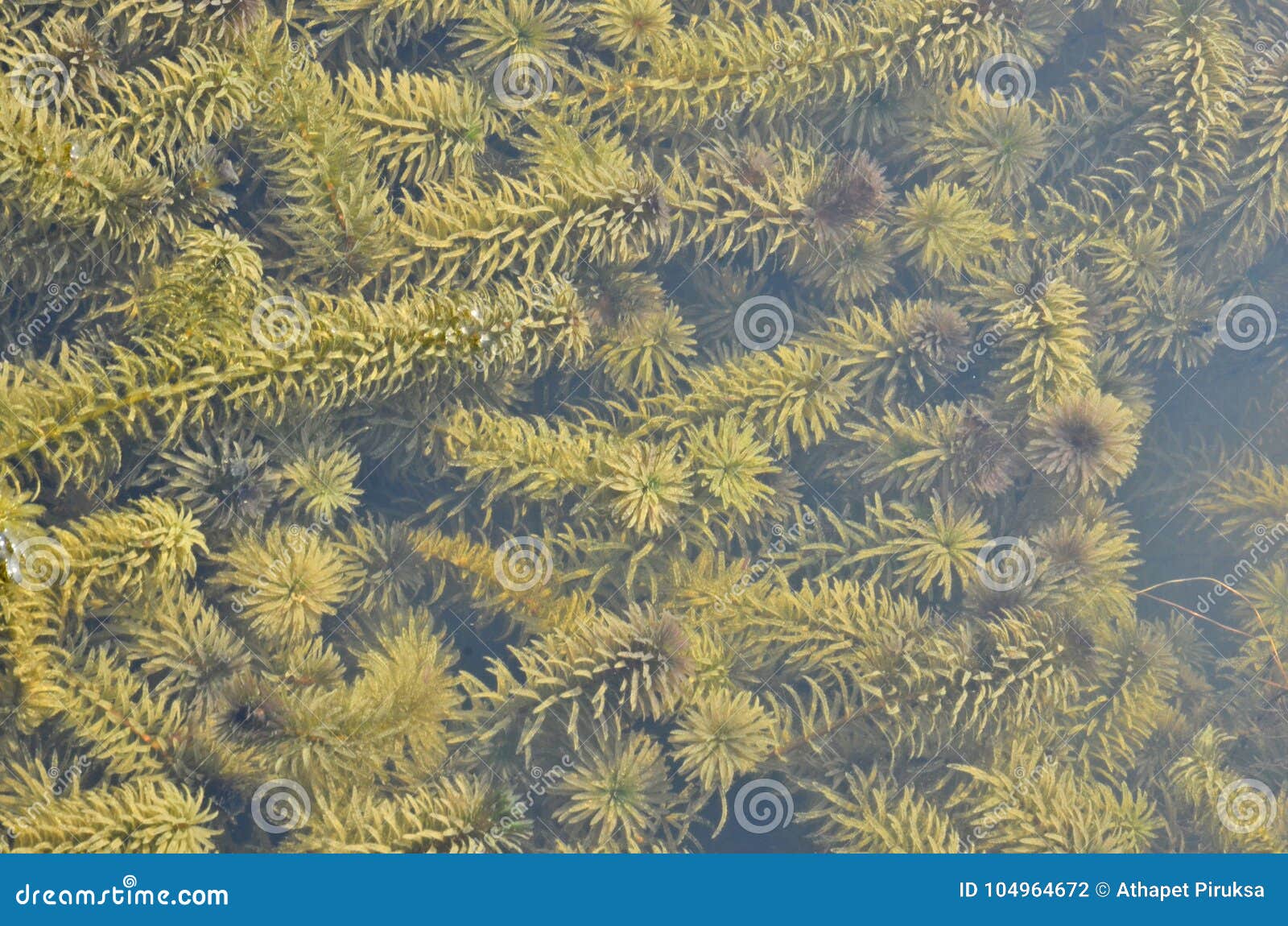 Green Algae in Clear Fresh Water Stock Photo - Image of creek, bright ...