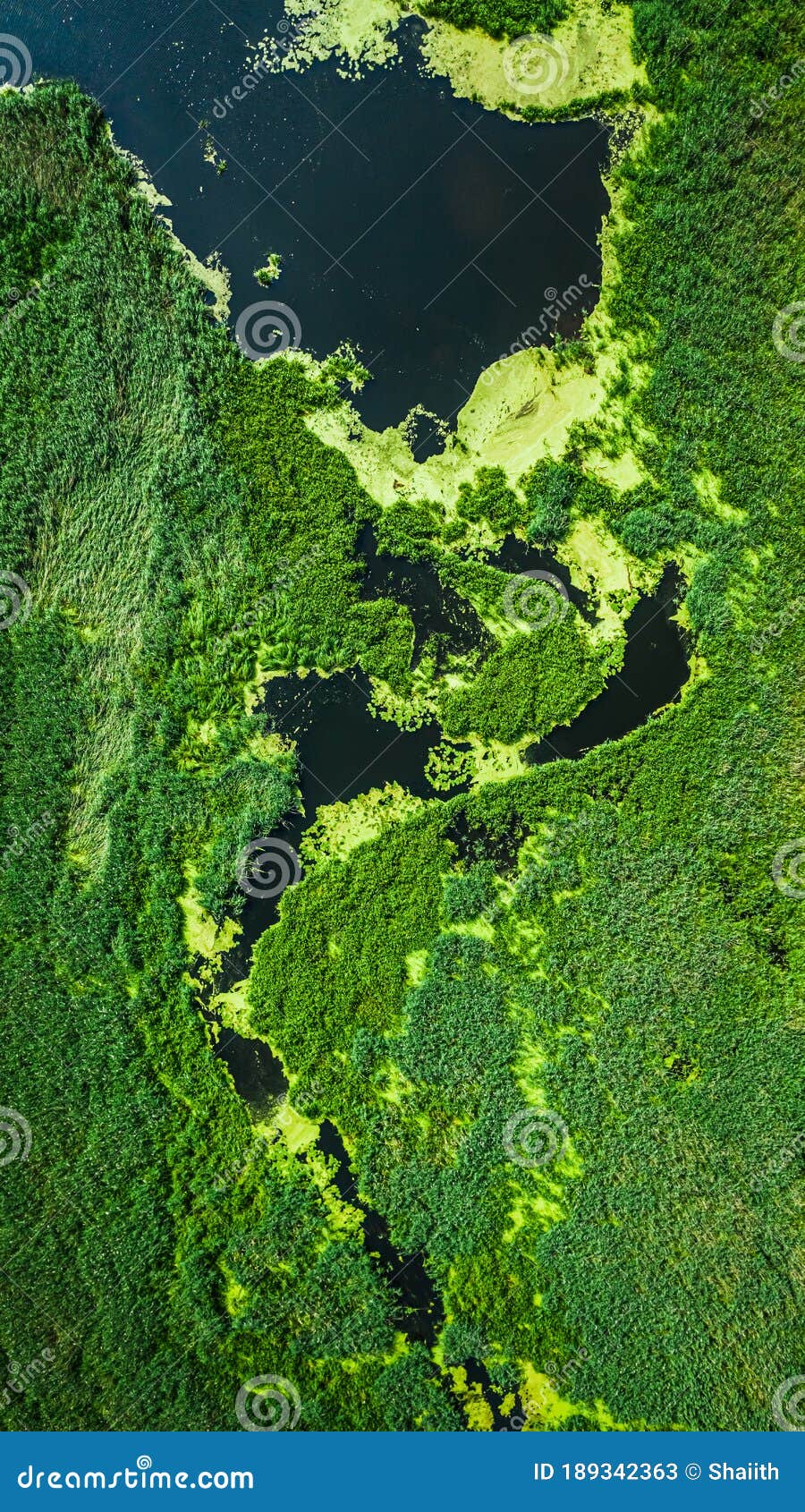 Top View of Green Algae on the River in Spring Stock Image - Image of ...