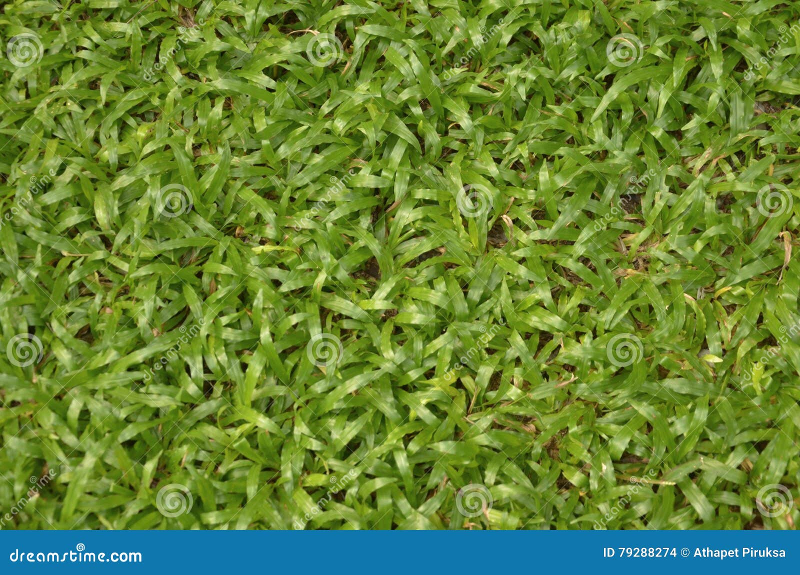 Top View of Green Big Leaf Grass Stock Photo - Image of beautiful ...