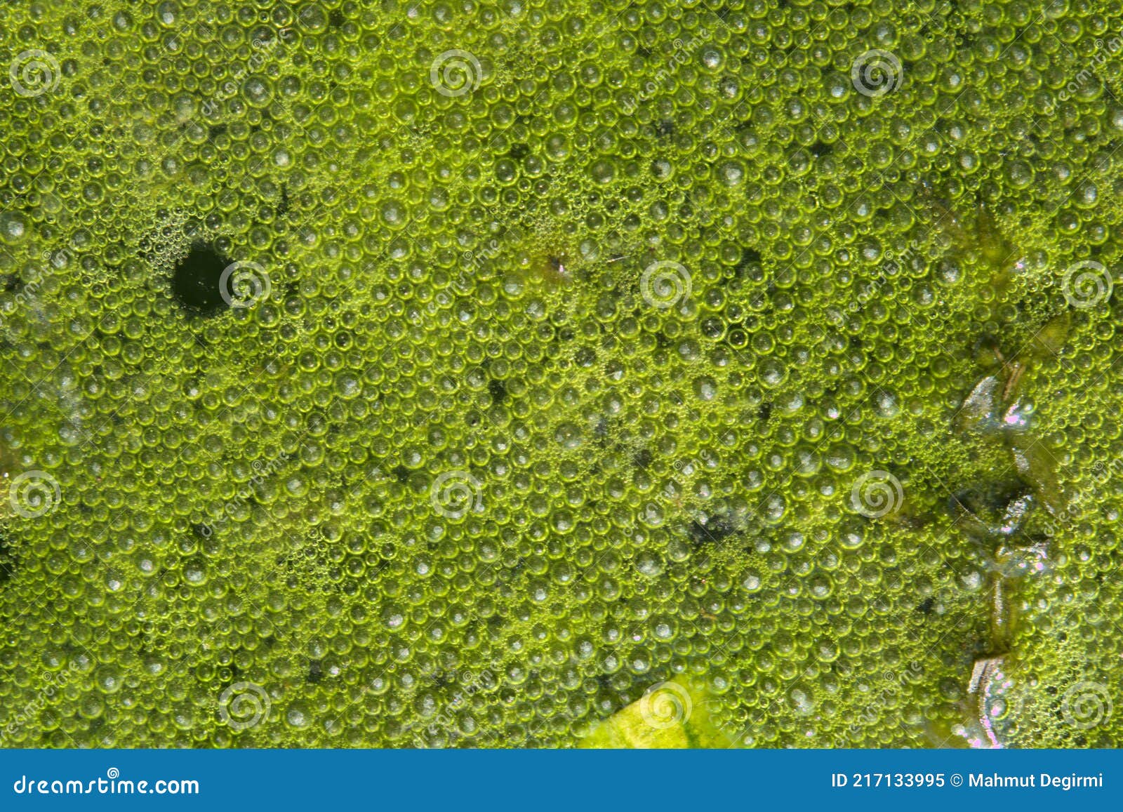 Top View of Green Bubbles of a Swamp Water Stock Image - Image of ...