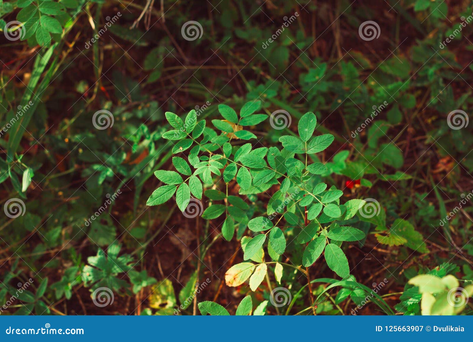 Green bush in a forest stock image. Image of botanical - 125663907