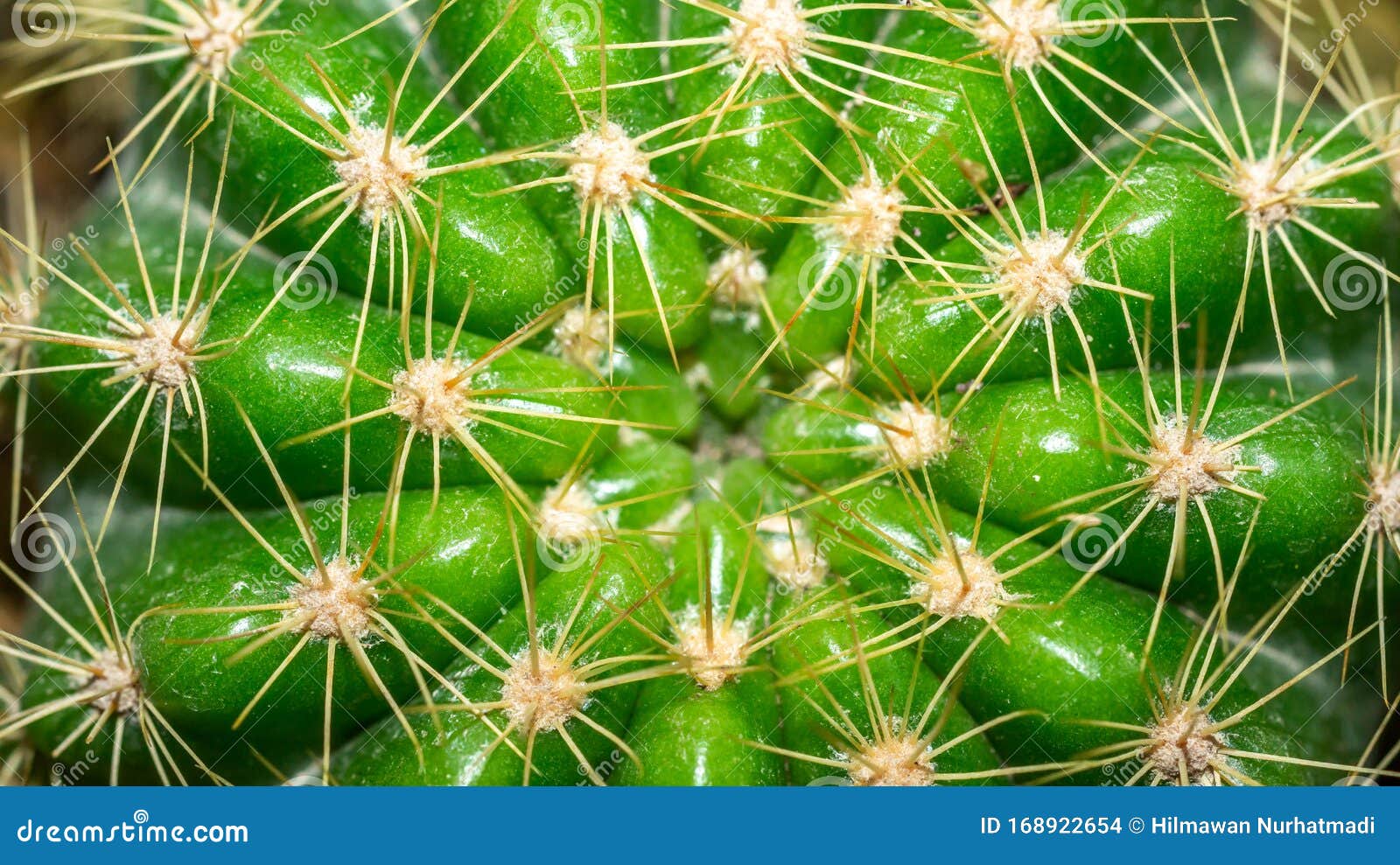 Top view of Green Cactus stock photo. Image of horida - 168922654