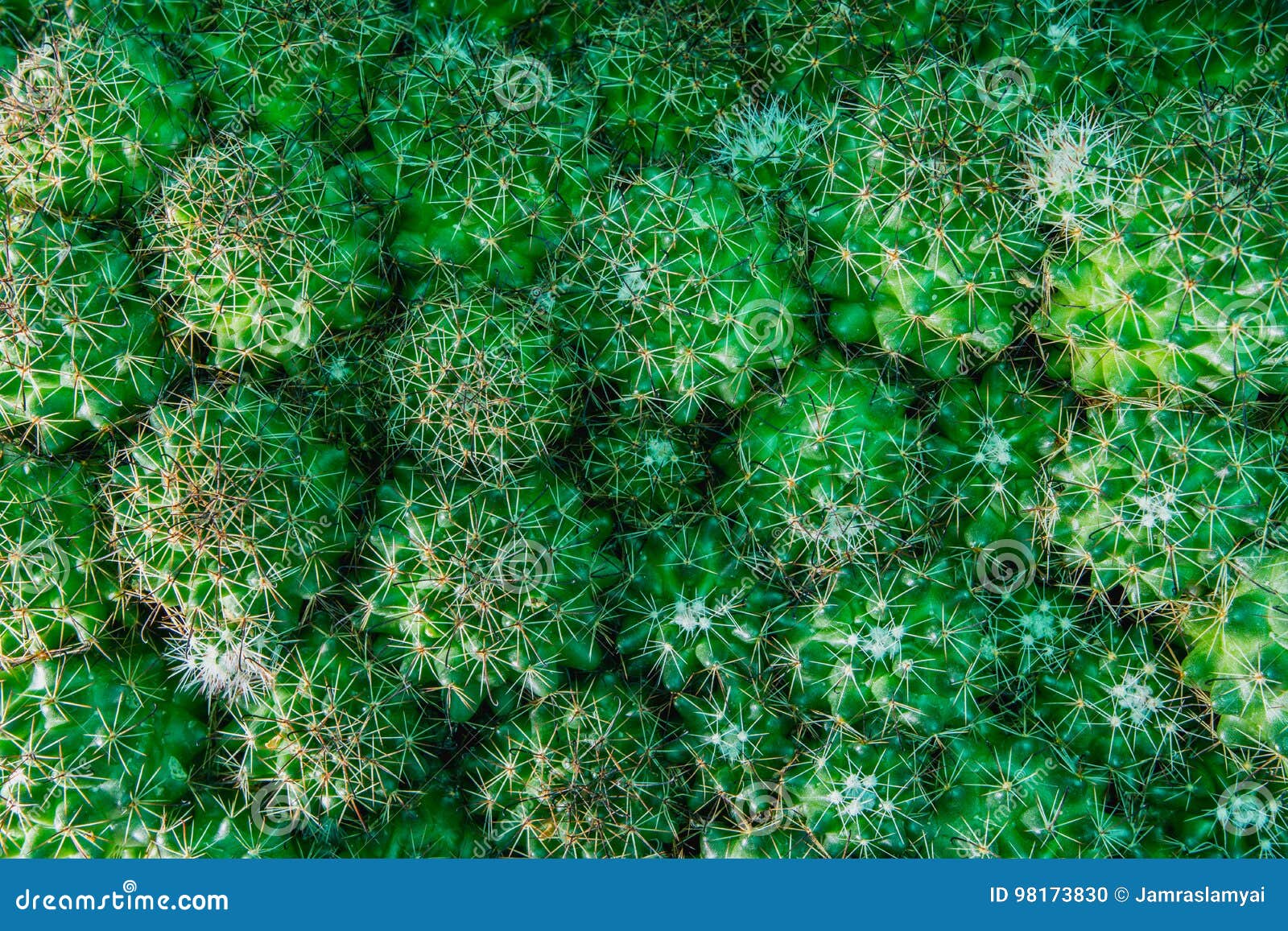 Top View Green Cactus Texture Background Stock Photo - Image of flora ...