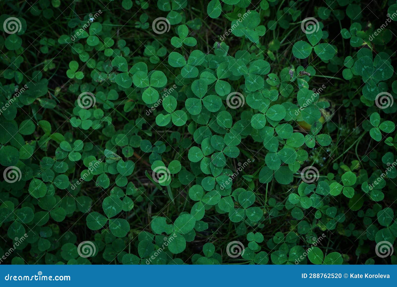 Top view of green clover stock photo. Image of grass - 288762520