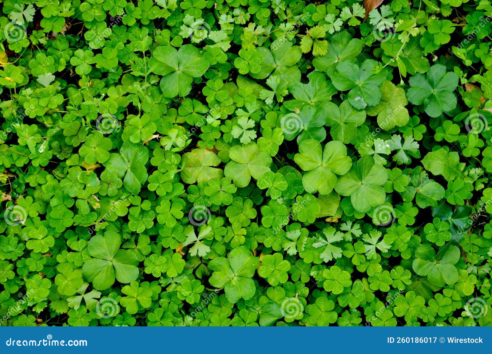 Top view of green clovers stock image. Image of environment - 260186017