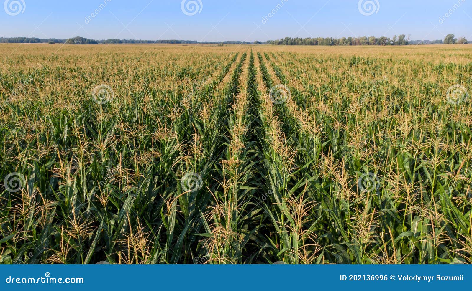 Top View of Green Corn Field with Blue Sky Stock Photo - Image of ...