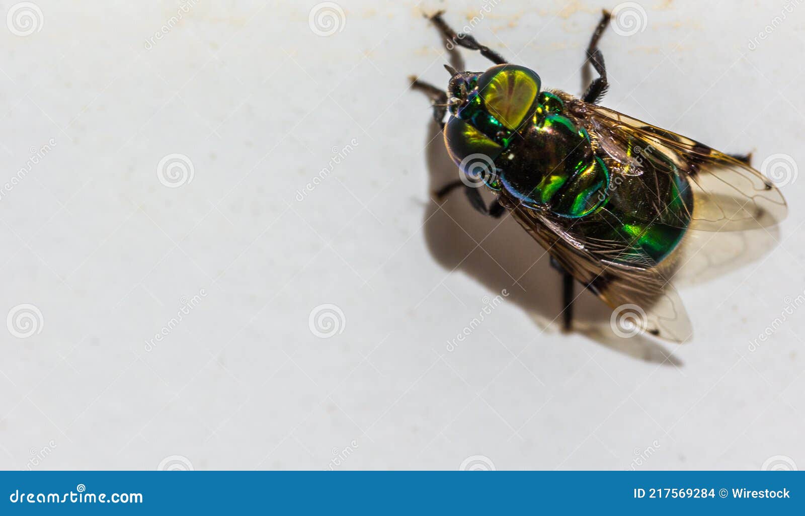 Top View of a Green Fly on a Wall Stock Photo - Image of biology, wild ...