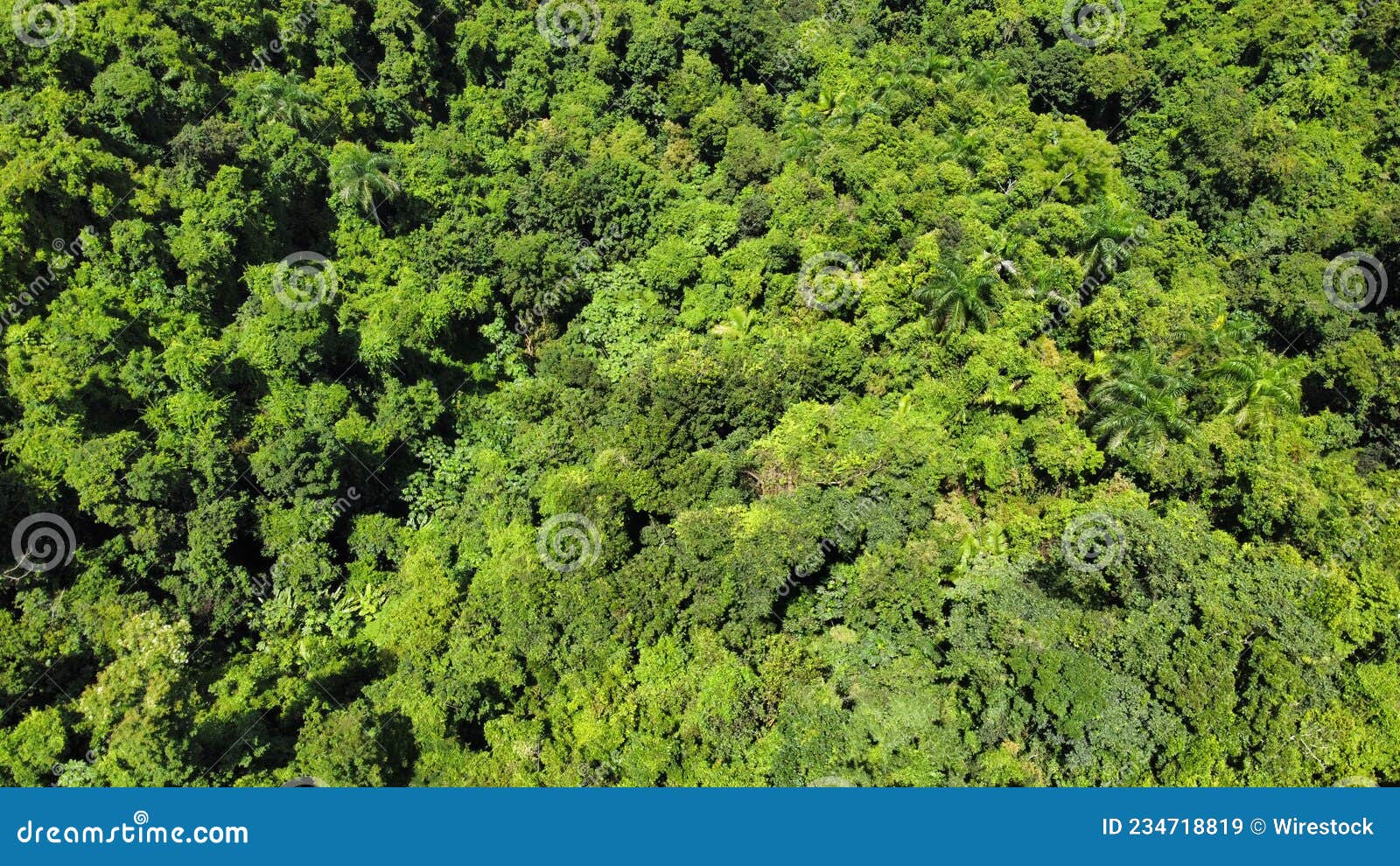 Top view of a green forest stock image. Image of landscape - 234718819