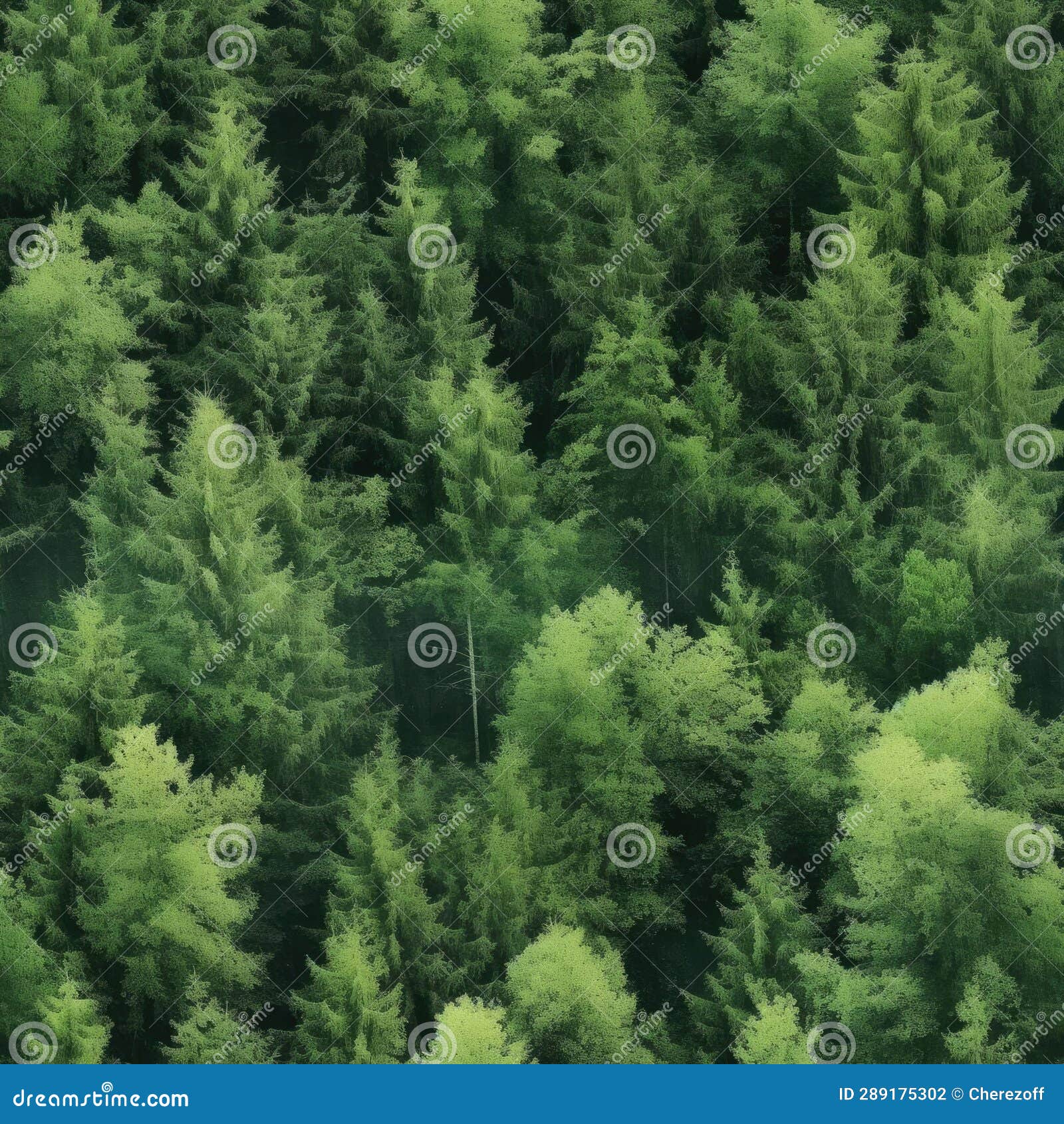 Top View of the Green Forest Stock Photo - Image of wild, leaf: 289175302