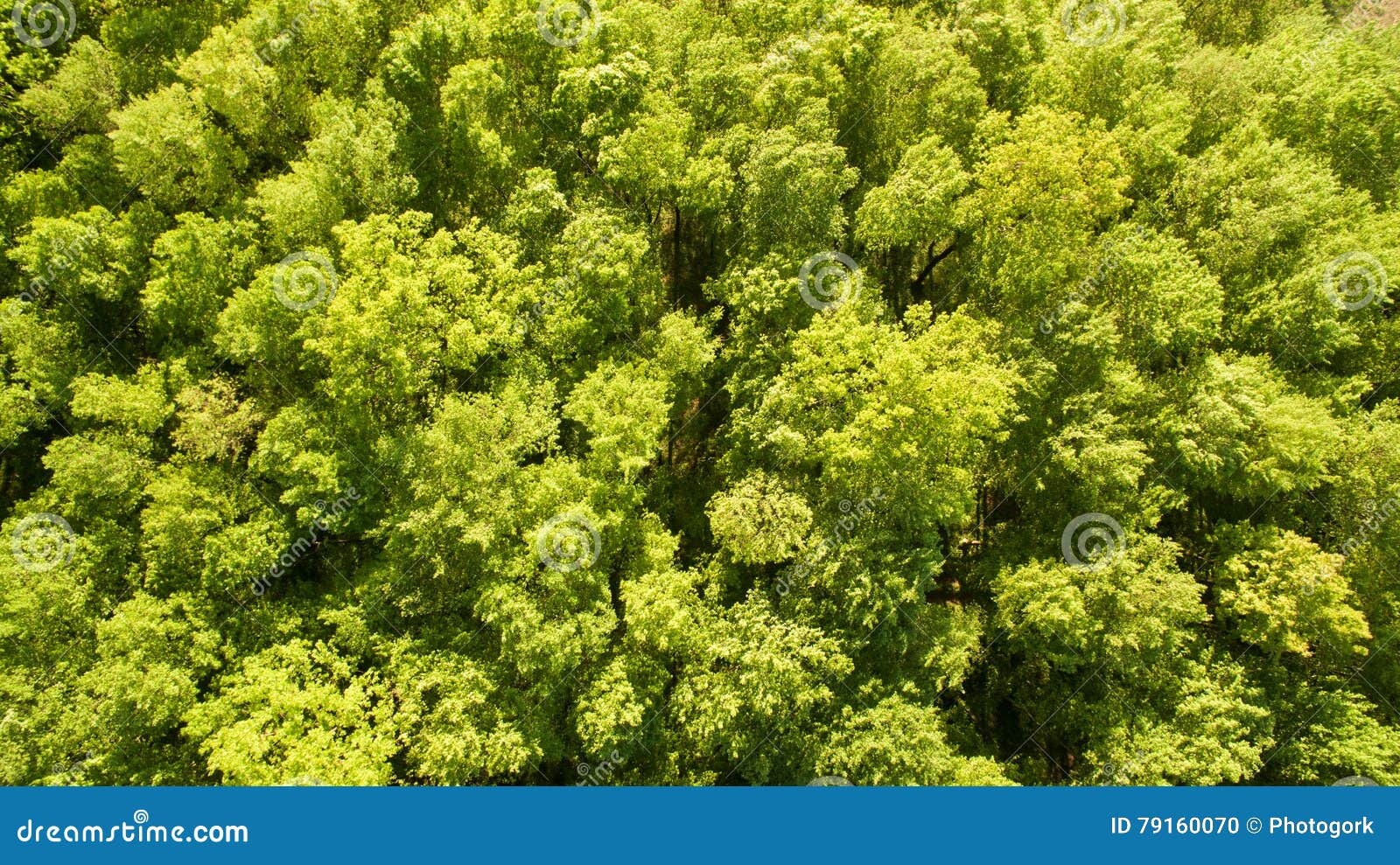 Top View of Green Forest on Spring Day Stock Photo - Image of ...