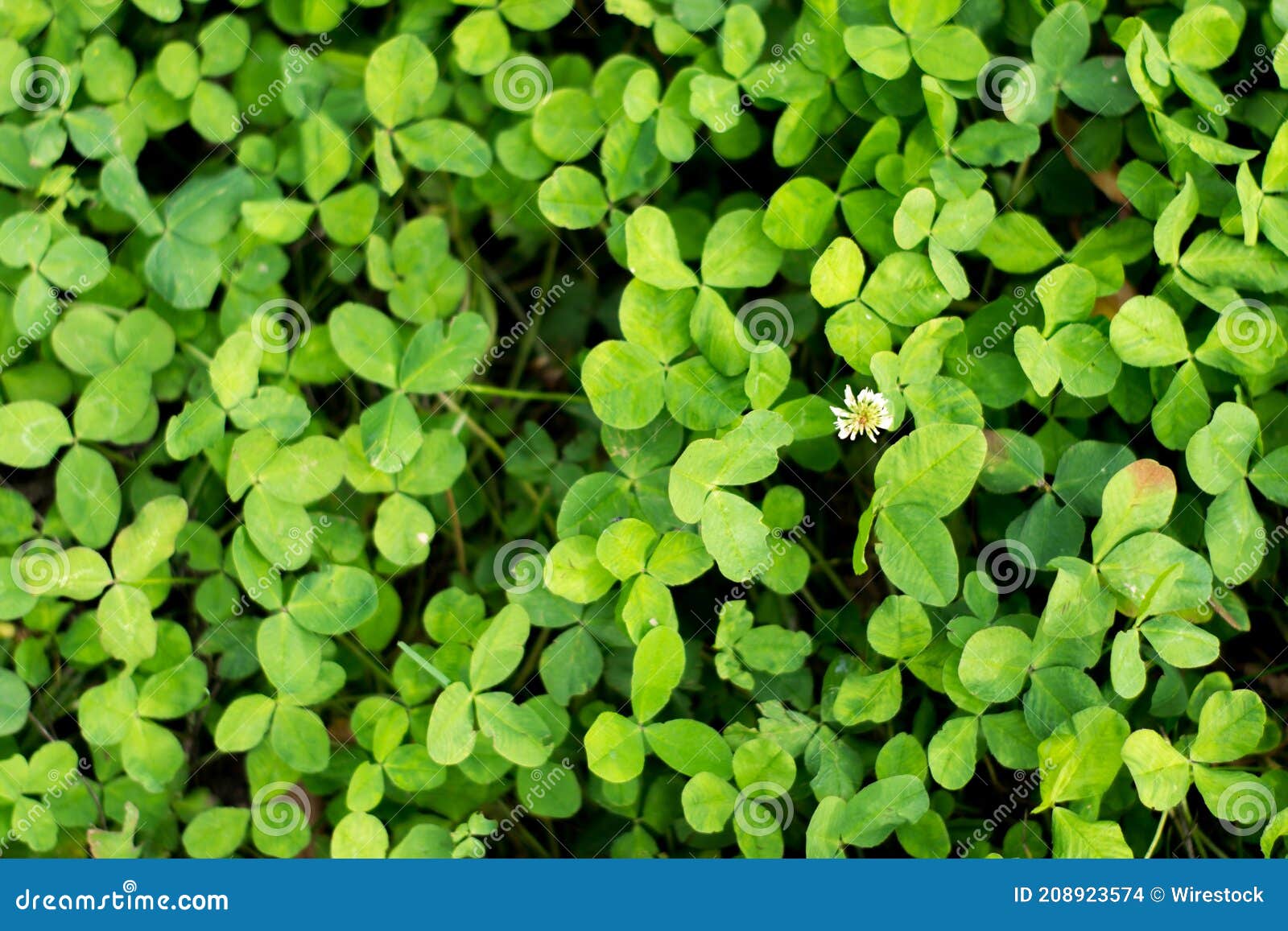 Top View of Green Four-leaf Clovers Growing Stock Photo - Image of wood ...