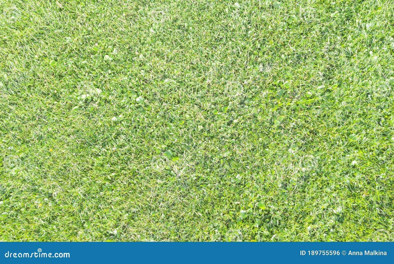 Top View of Green Fresh Summer Lawn. Aerial View from the Drone. Green ...