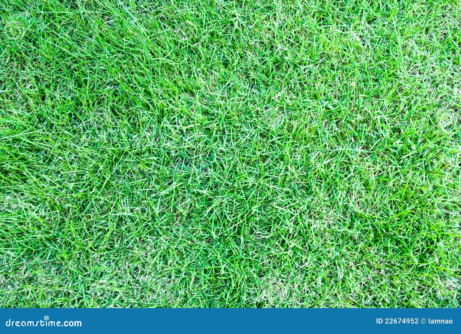 Top view of green grass stock photo. Image of texture - 22674952